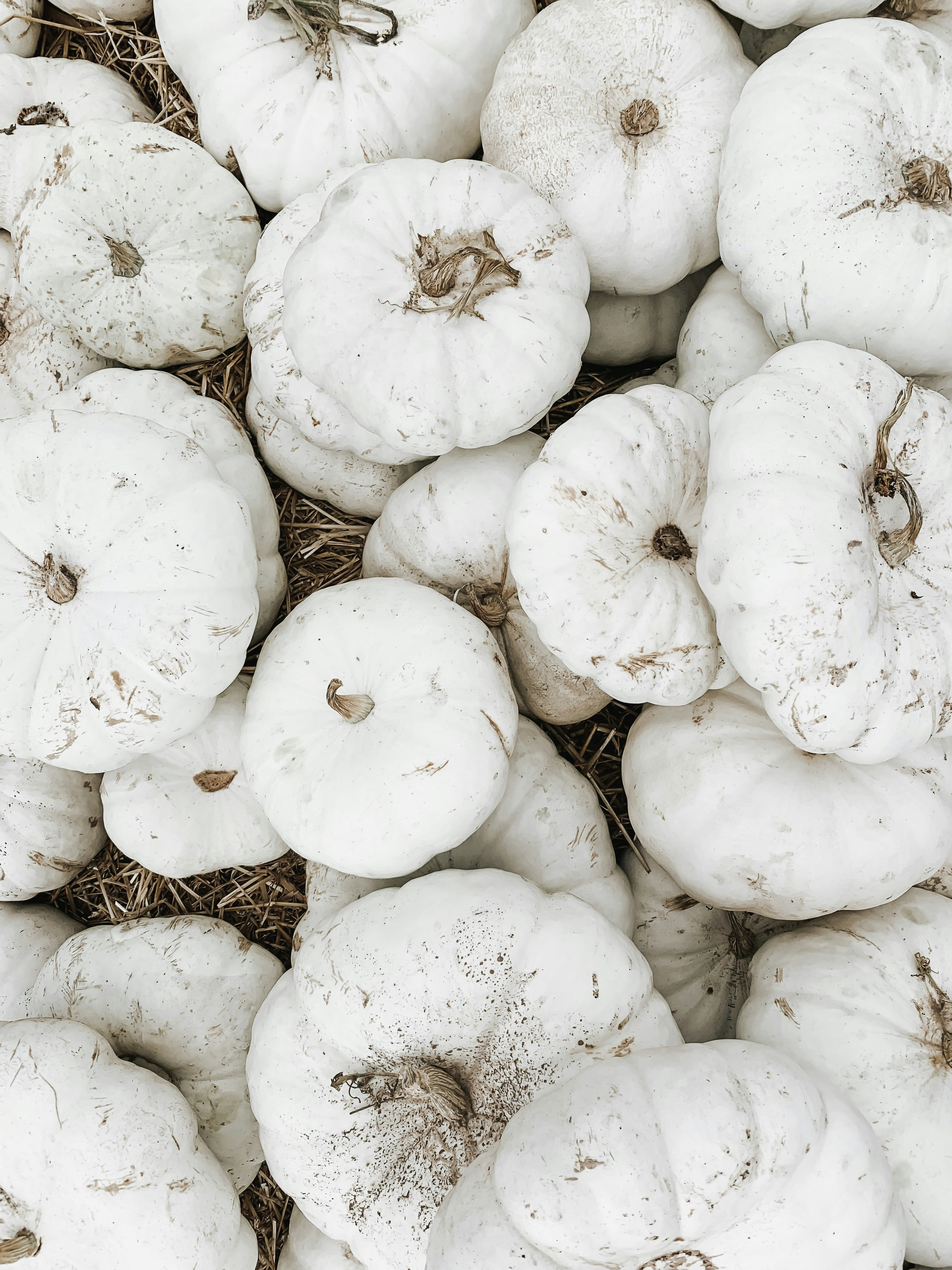 Tas de légumes à la courge blanche photo – Photo Tomber Gratuite sur ...
