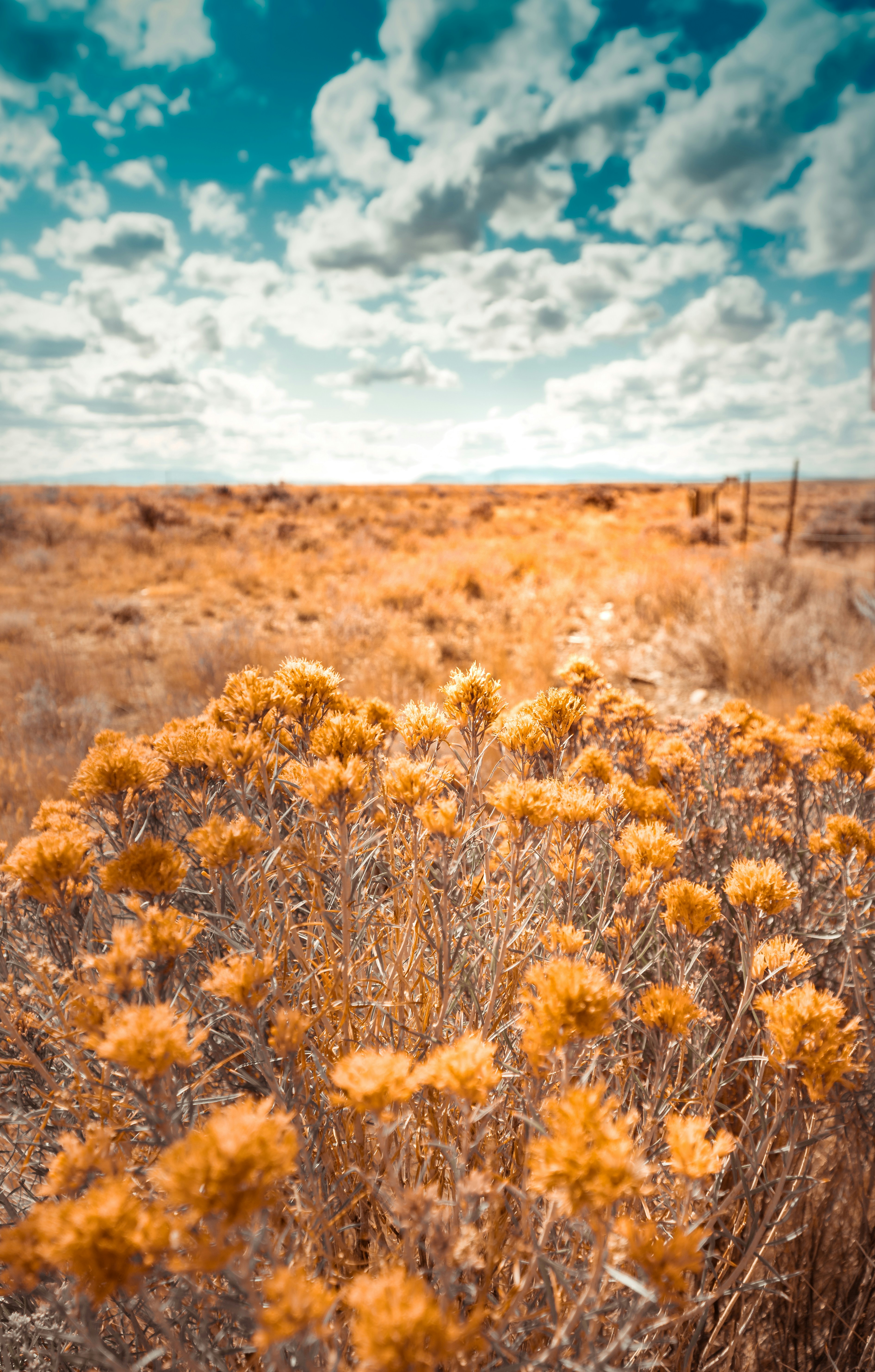 Vibrant golden flowers stretch across a dry landscape, contrasting with a dramatic sky filled with clouds. The scene captures the essence of a sunlit afternoon in nature.