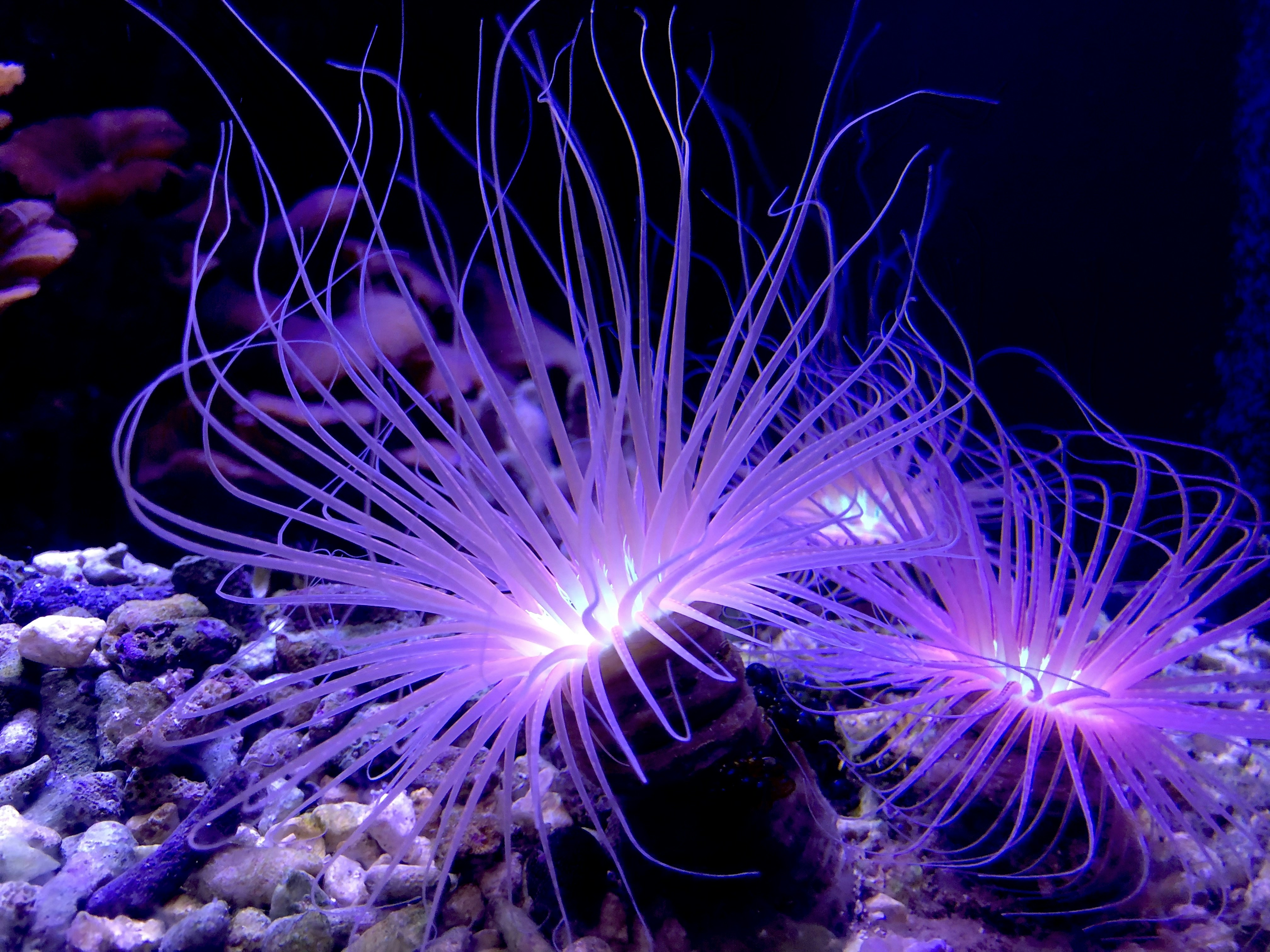 Vibrant sea anemones with flowing tentacles illuminated by soft purple light against a dark aquarium backdrop.