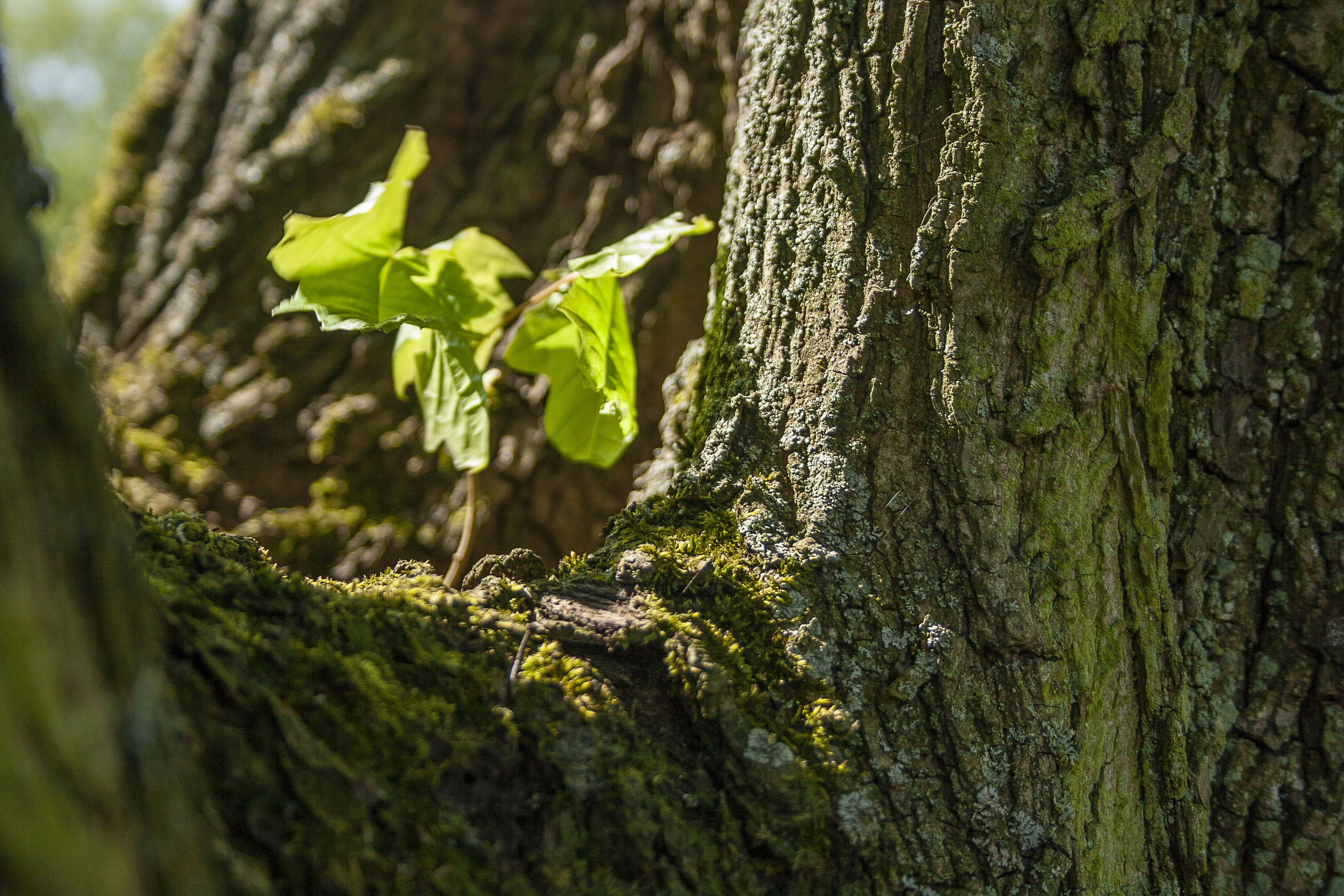 New green leaves sprouting from the textured bark of an old tree, showcasing nature's resilience and beauty.