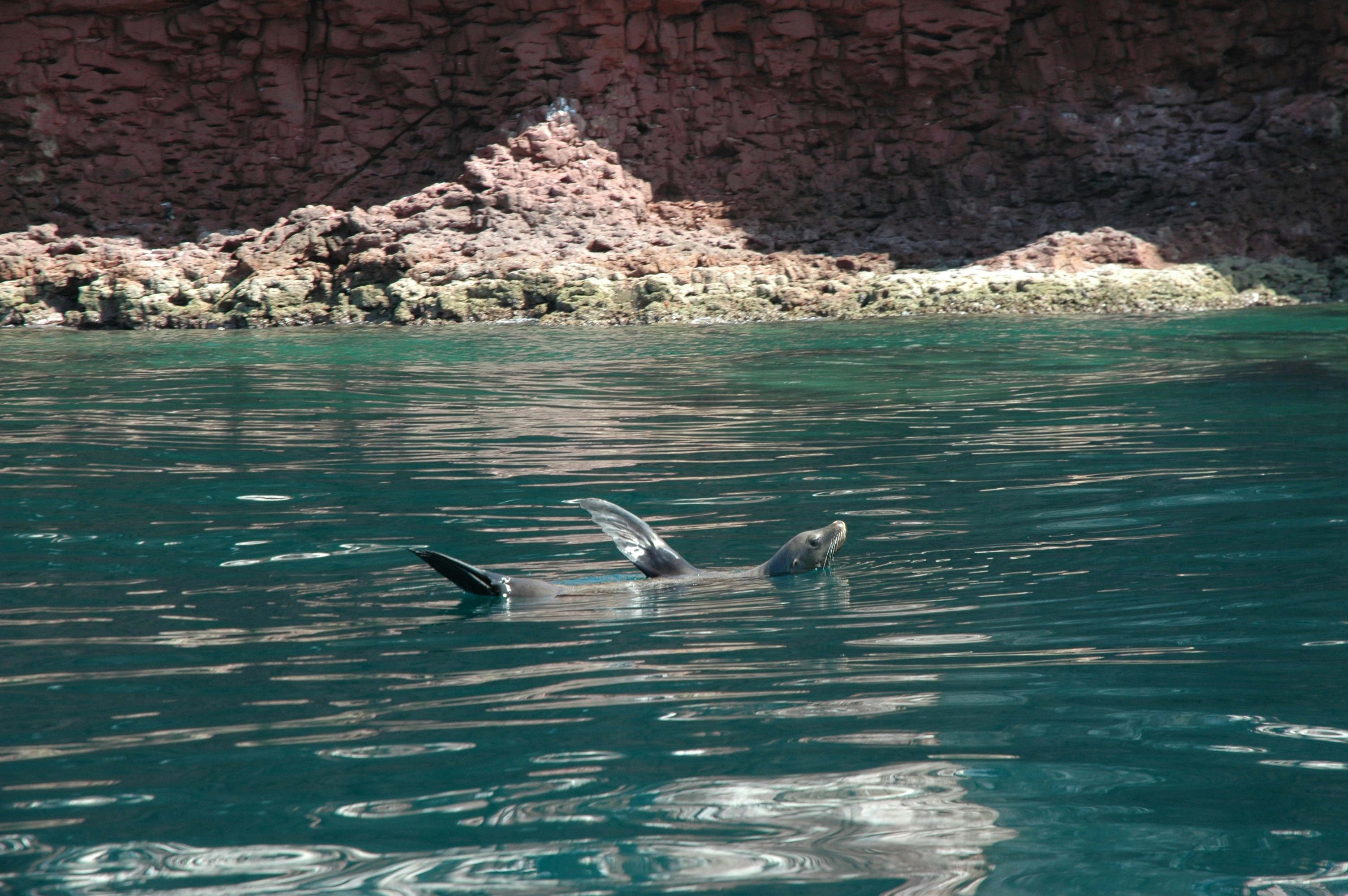 Dolphins at Echoing Cliff: A Moment of Surfacing in Turquoise Waters