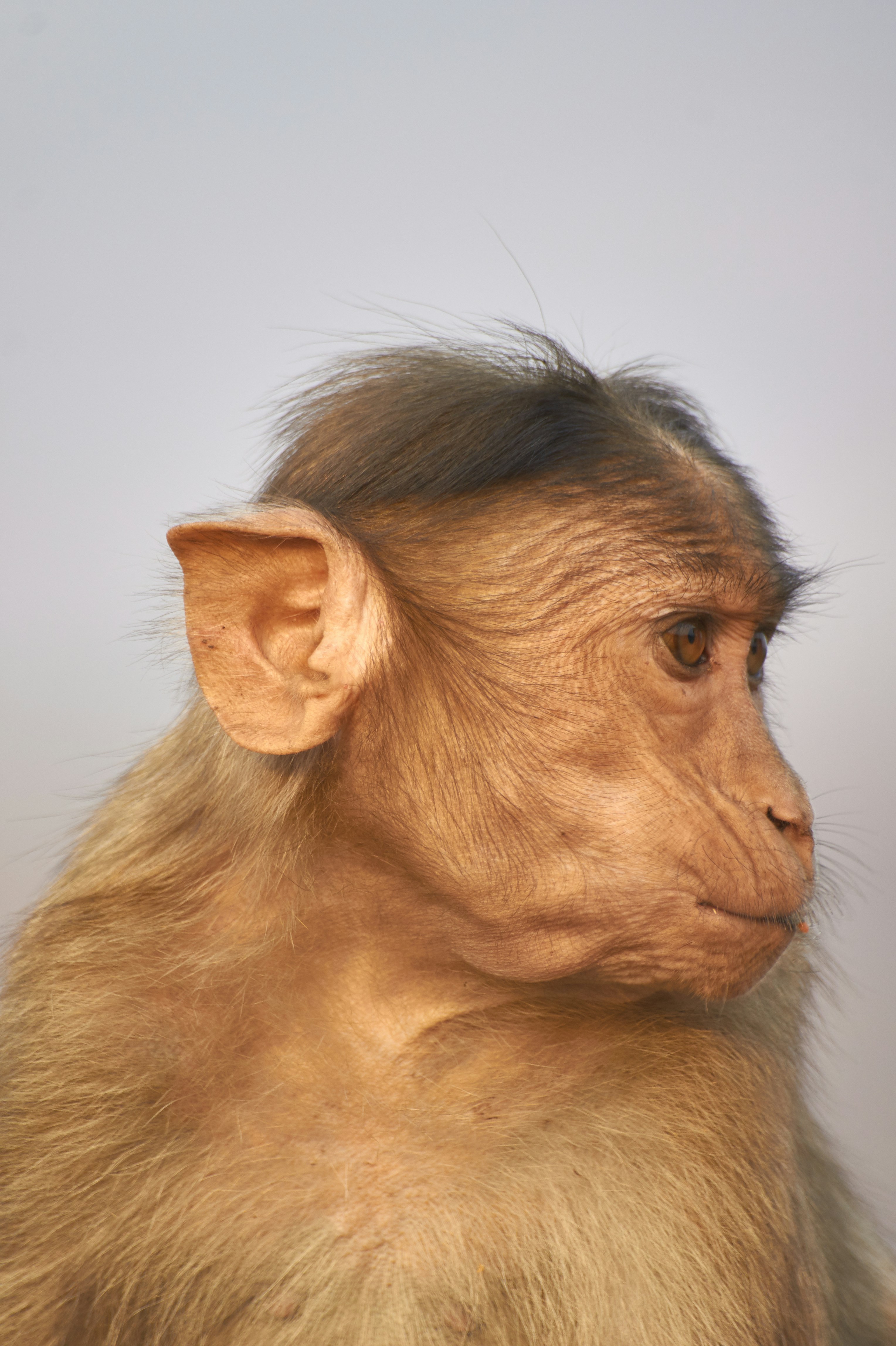 Close-up profile of a macaque, highlighting textured fur and a thoughtful gaze against a soft background.