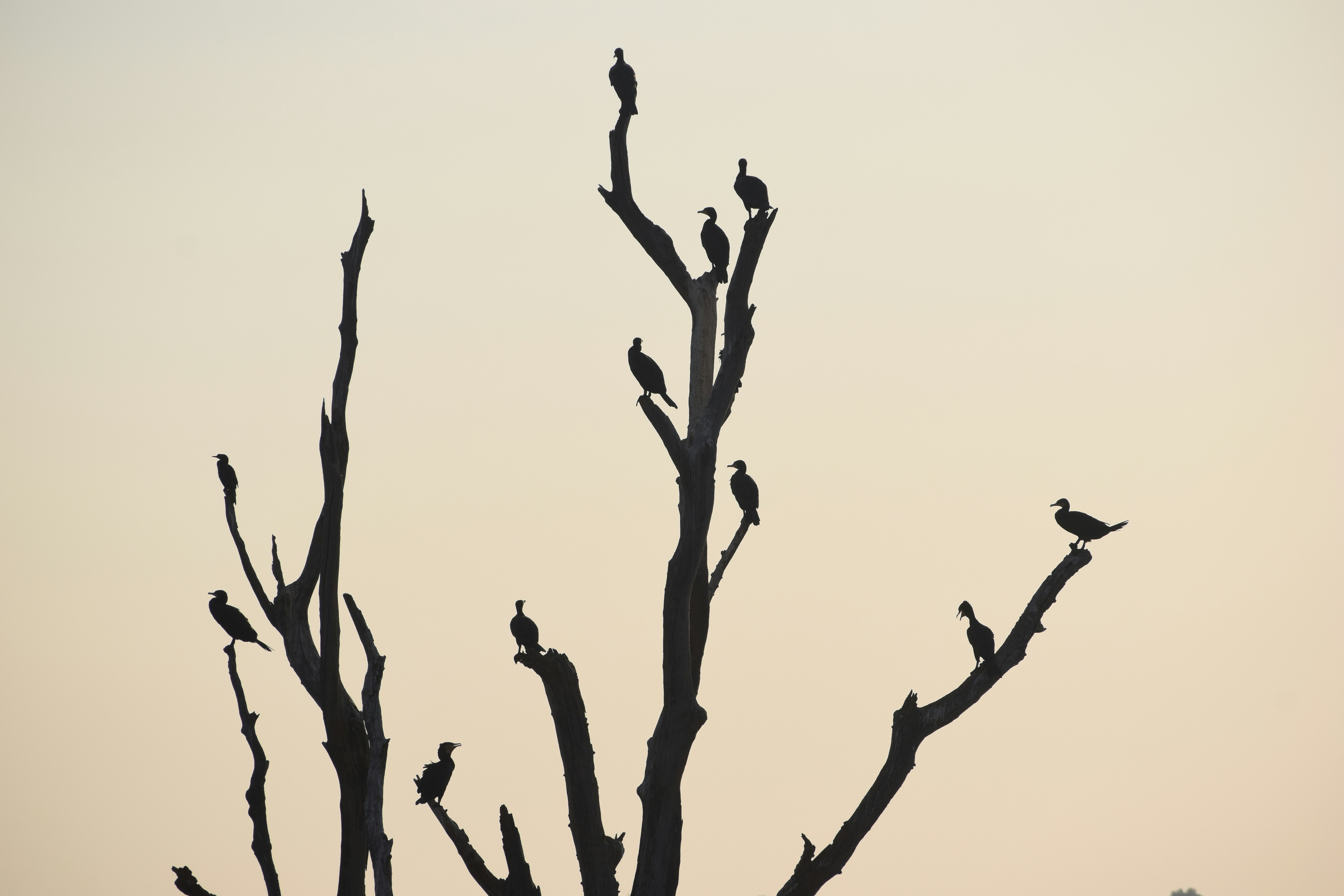 Birds on withered tree painting photo – Free Animal Image on Unsplash