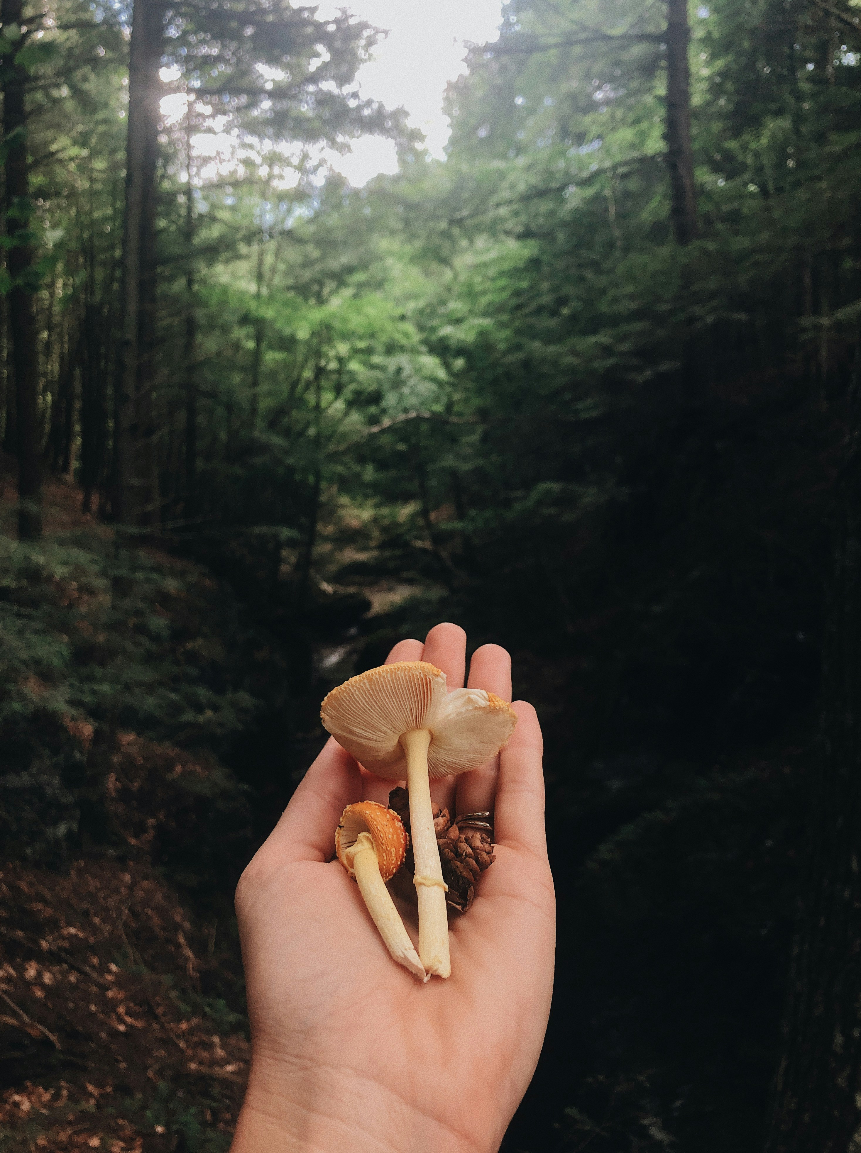 Golden Handful: Chanterelles in a Quiet Forest Glade