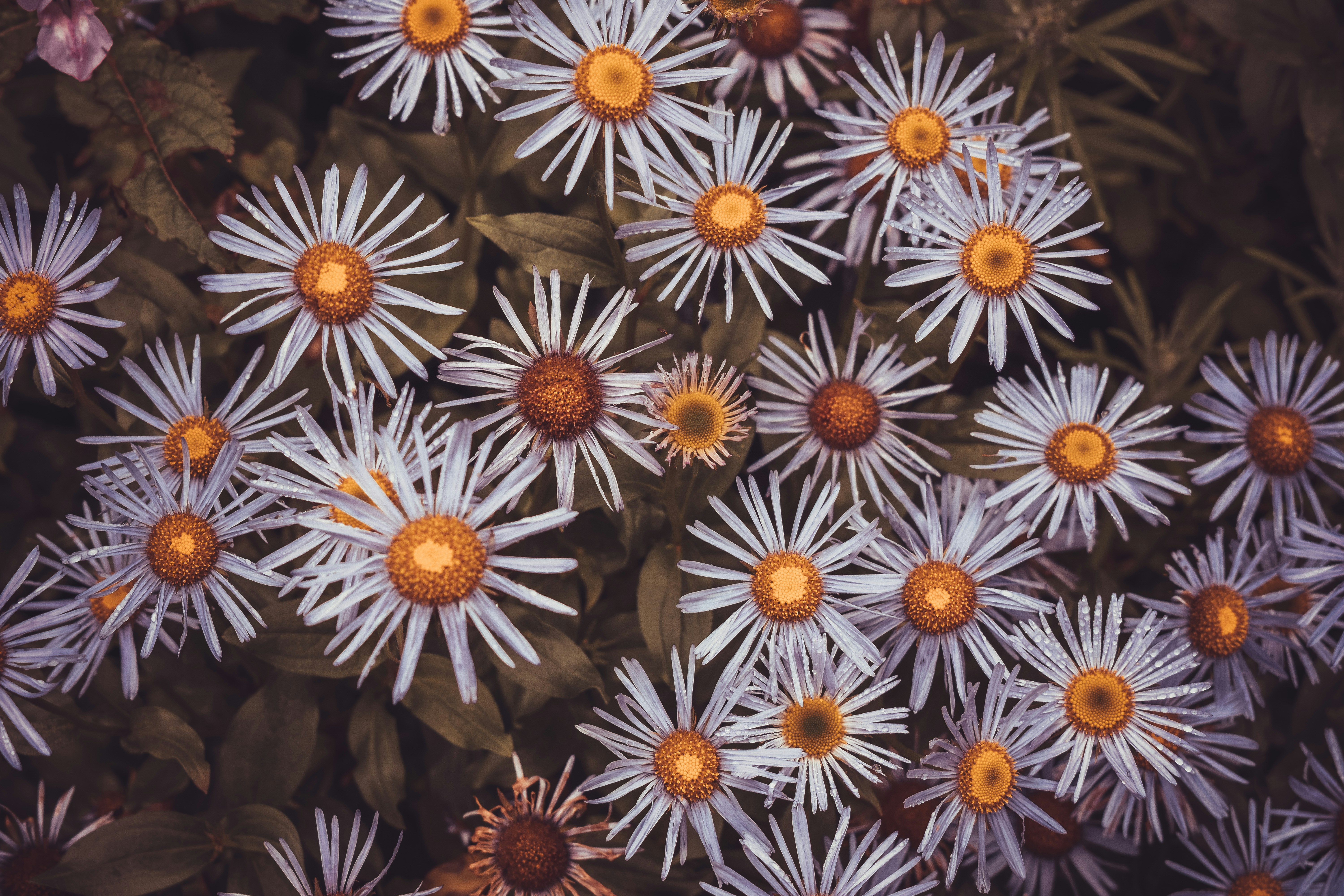 Daisy Mosaic: White Petals Framing a Sea of Amber Centers