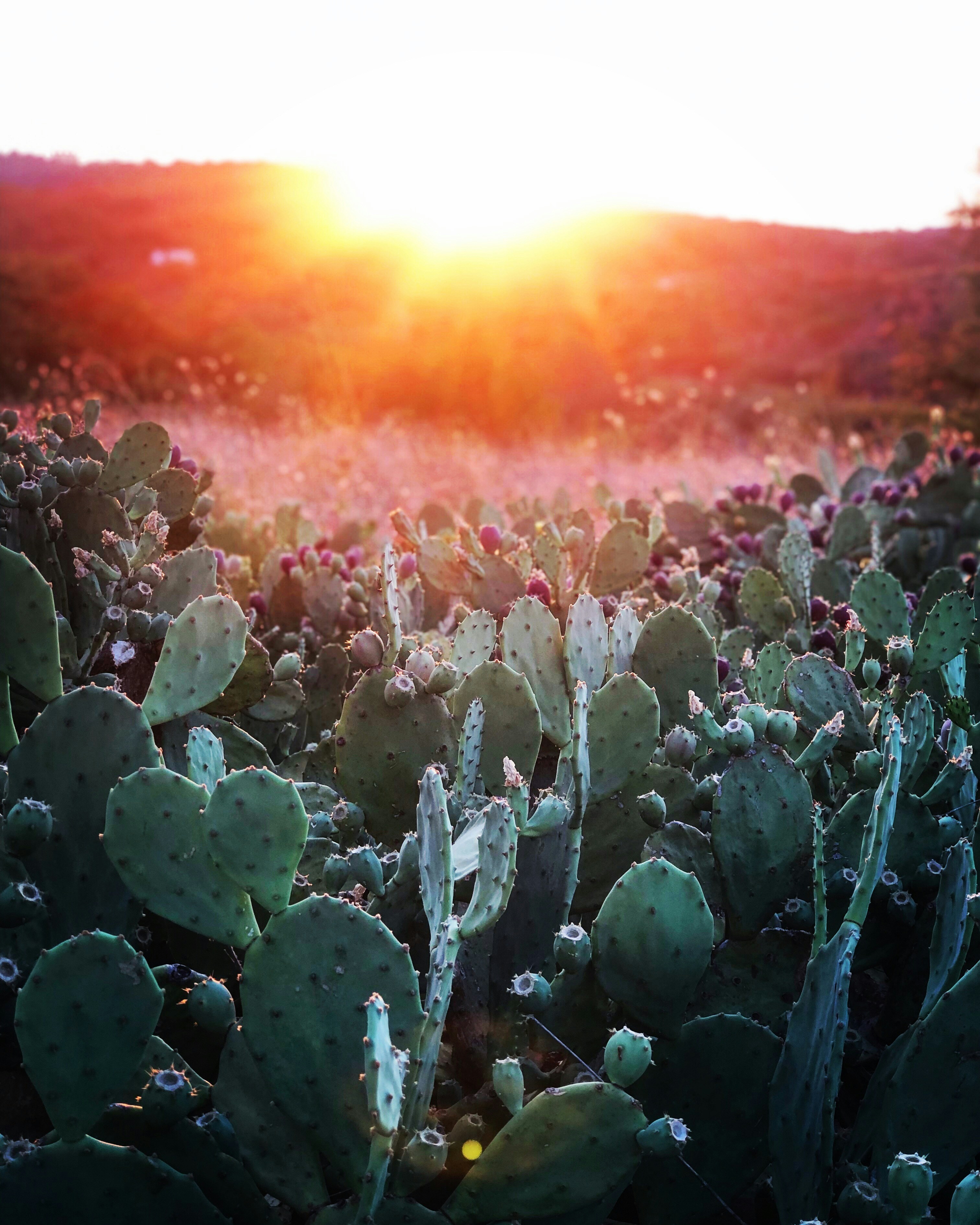 Sunset Over a Prickly Pear Field: Warm Light on Desert Texture