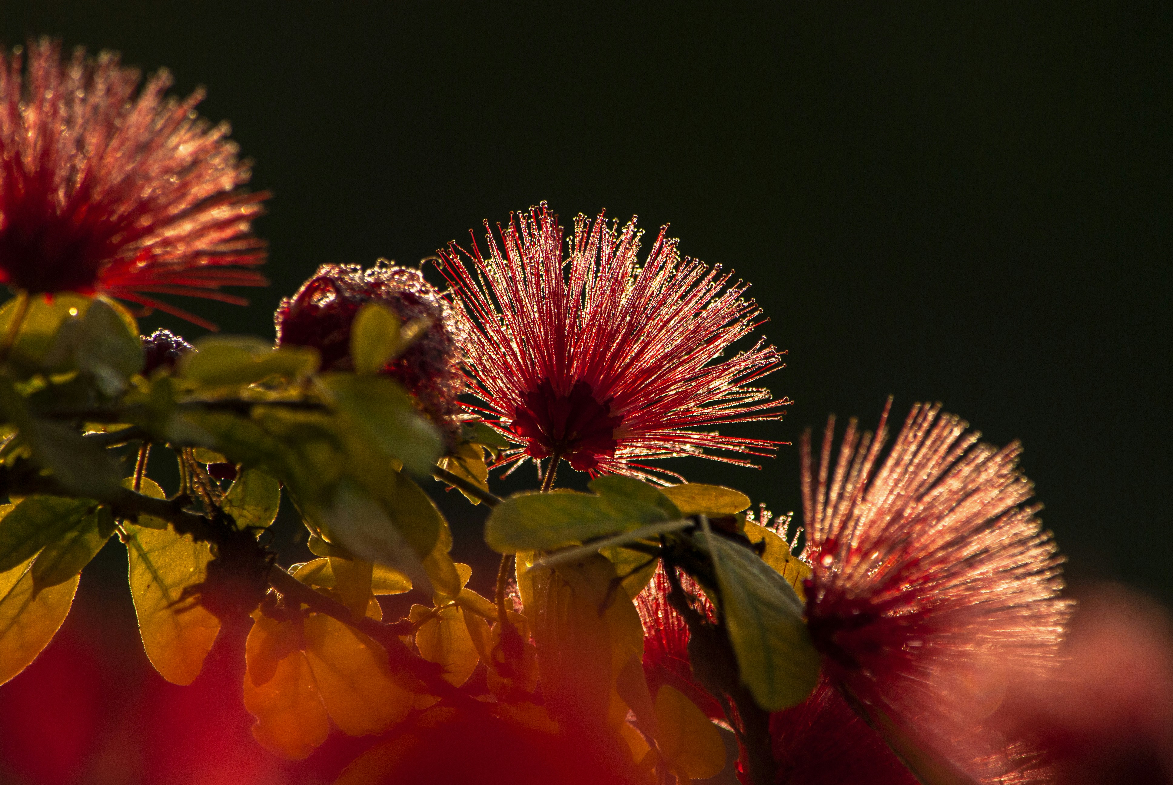 Close-up photography of red cluster flower photo – Free Flower Image on ...