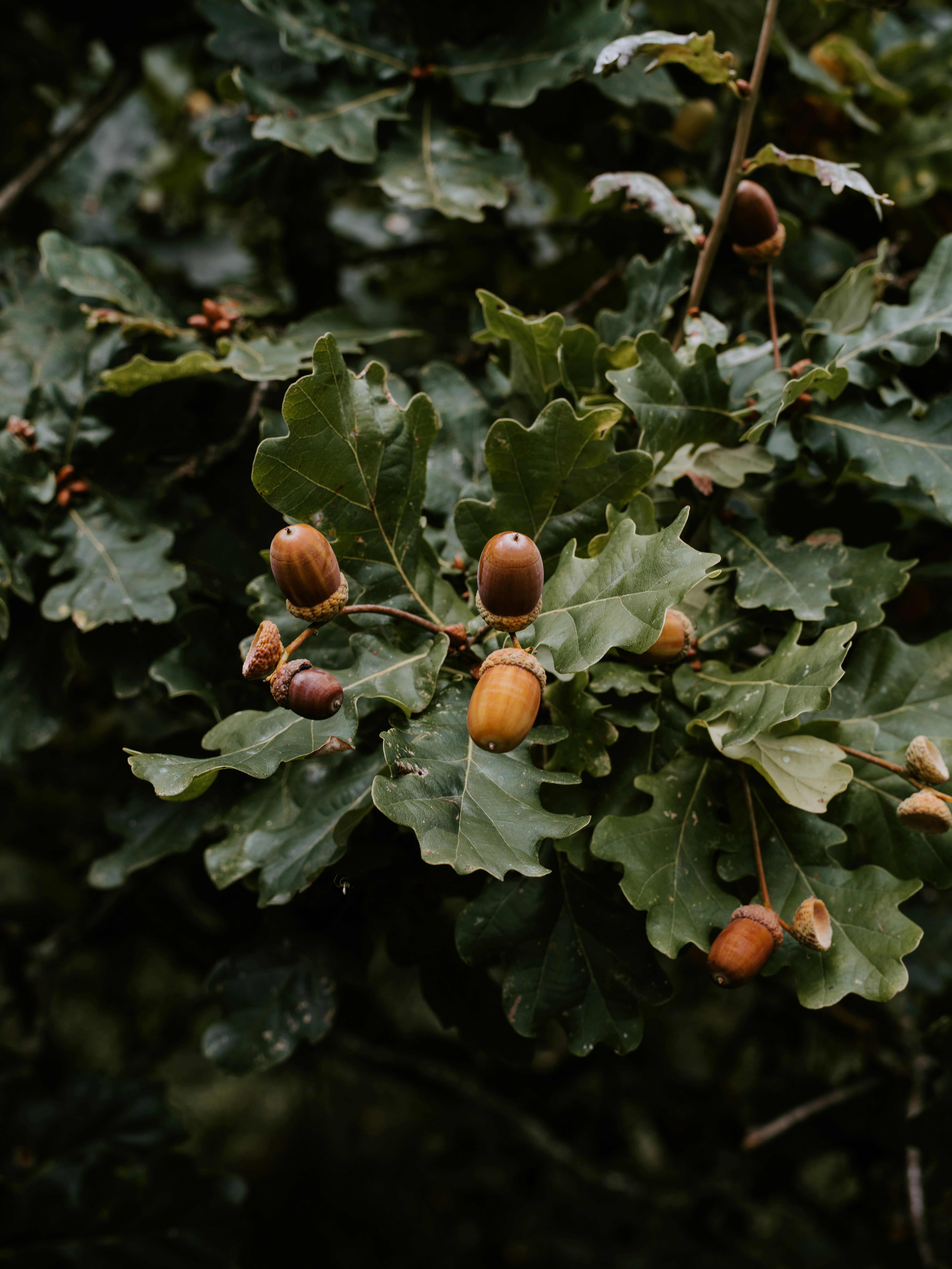 Acorn Pictures | Download Free Images on Unsplash