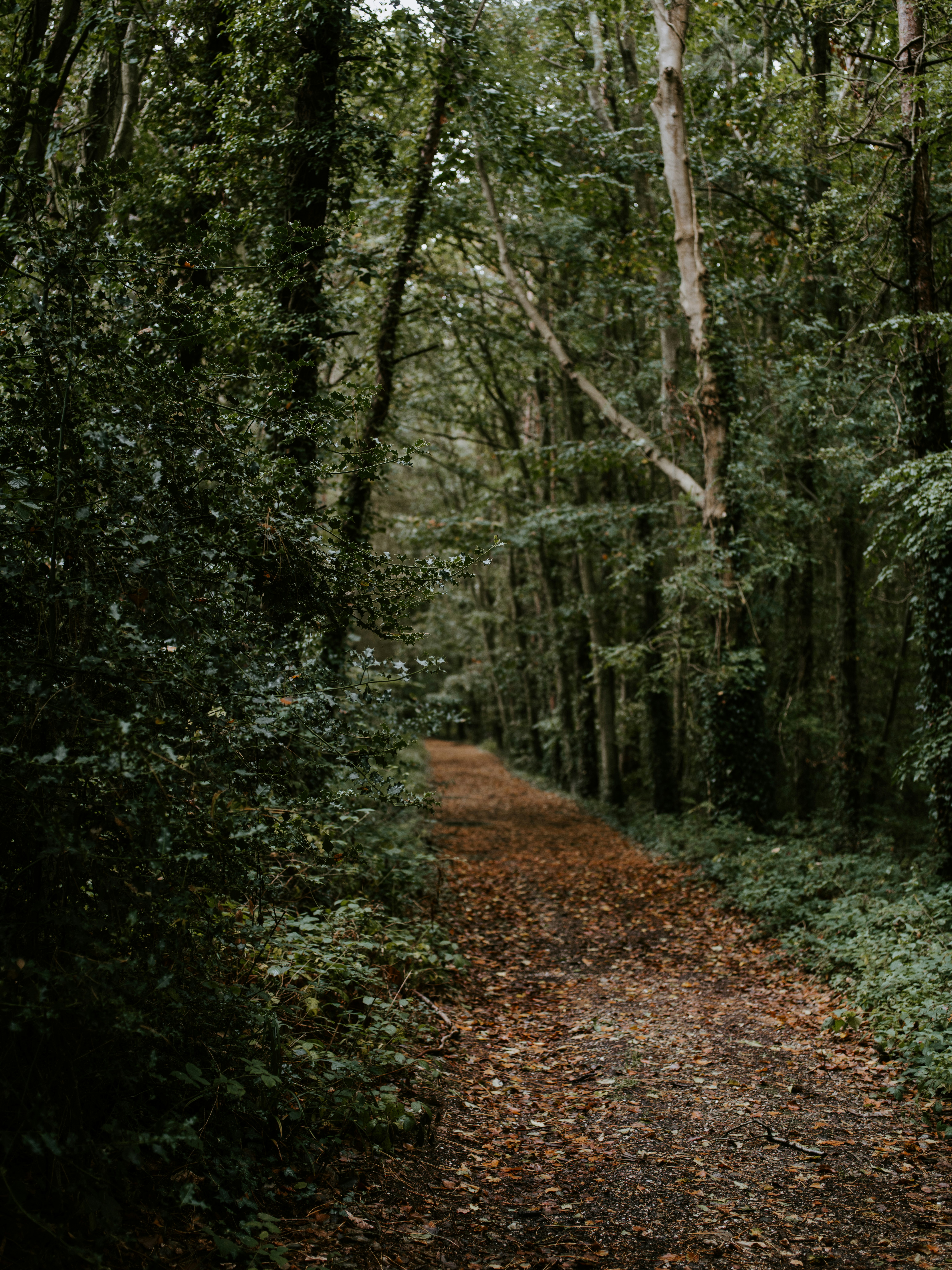 Brown footpath in forest photo – Free Grey Image on Unsplash