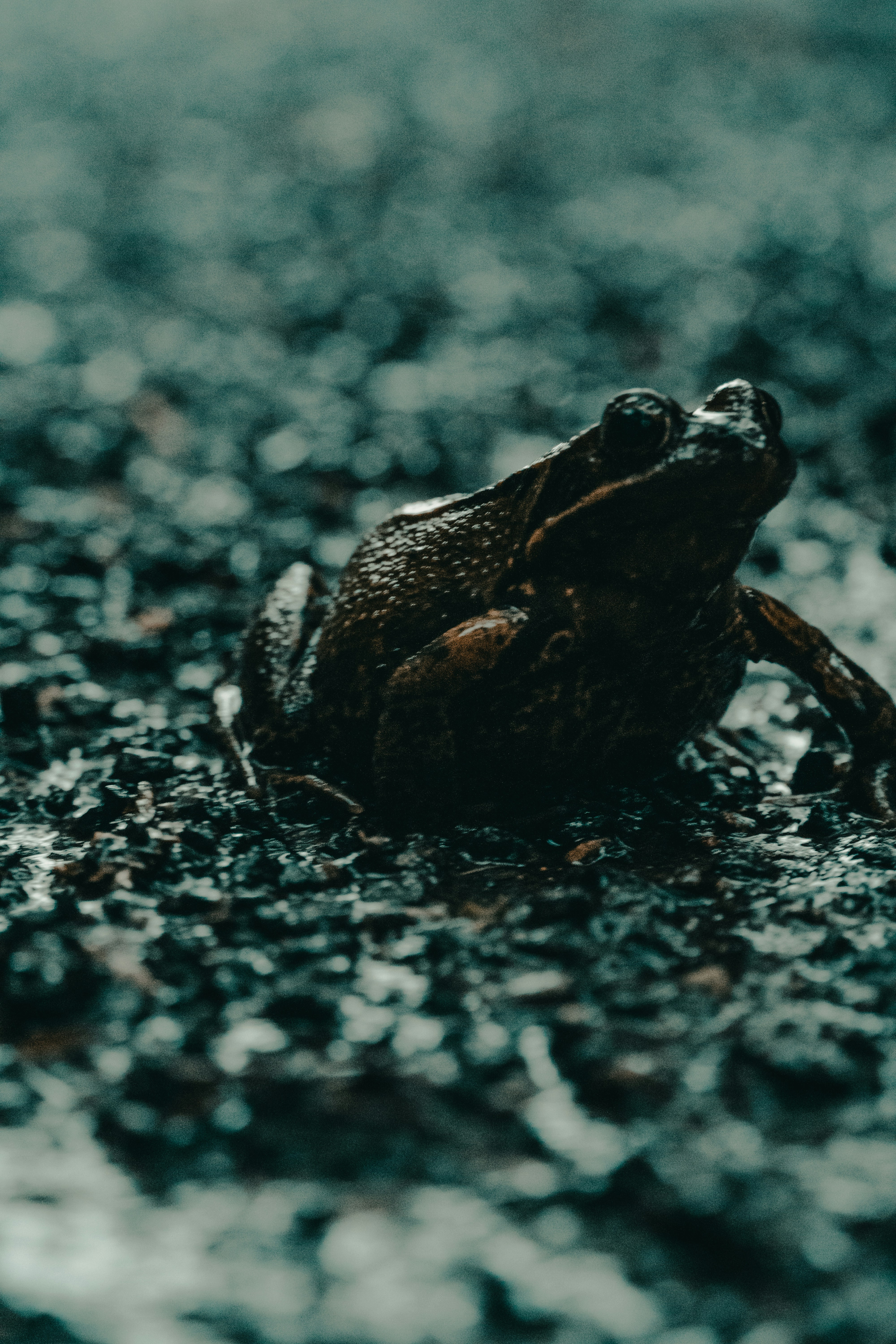 brown frog