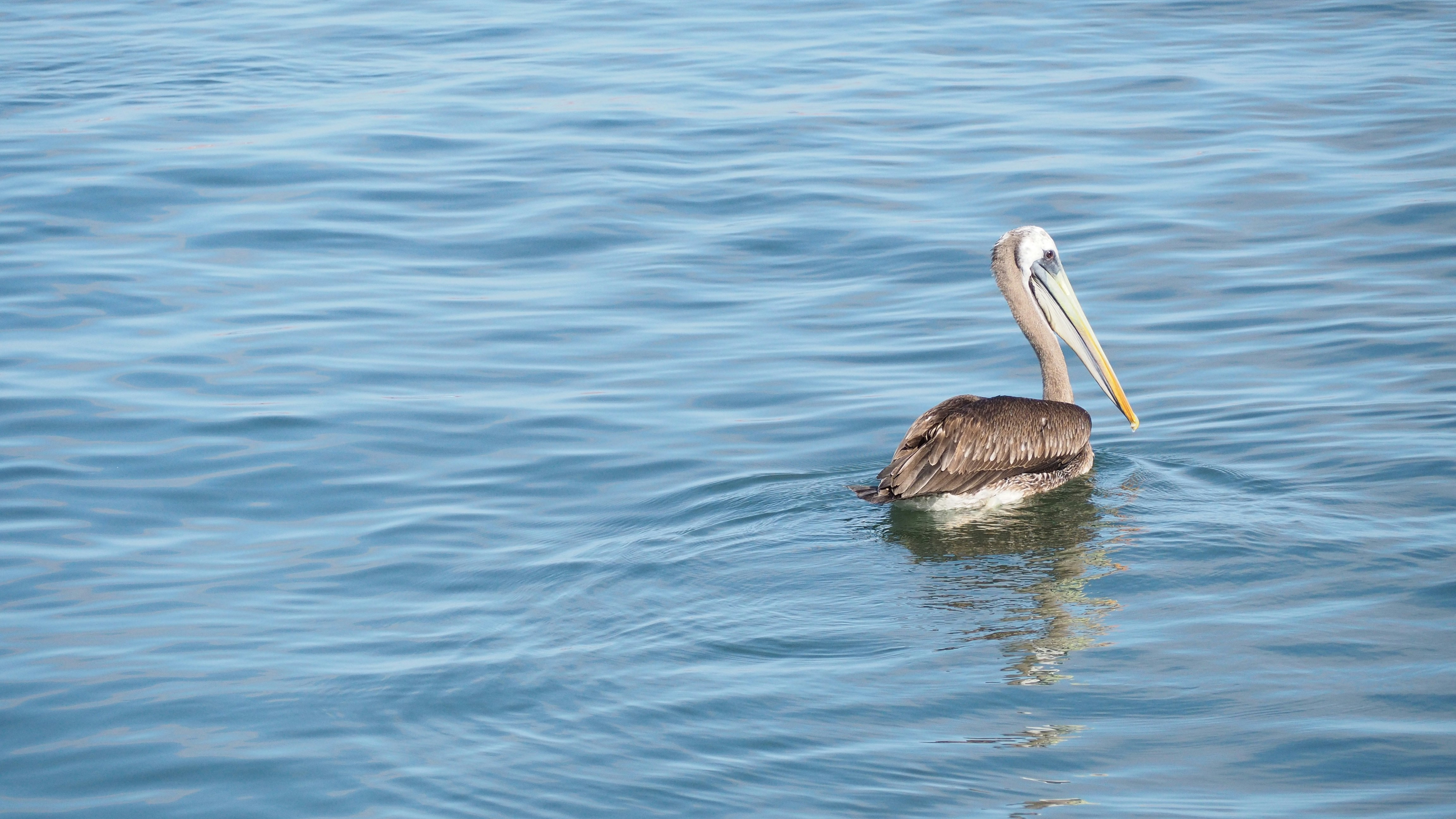 White bird floating on water at daytime photo – Free Bird Image on Unsplash