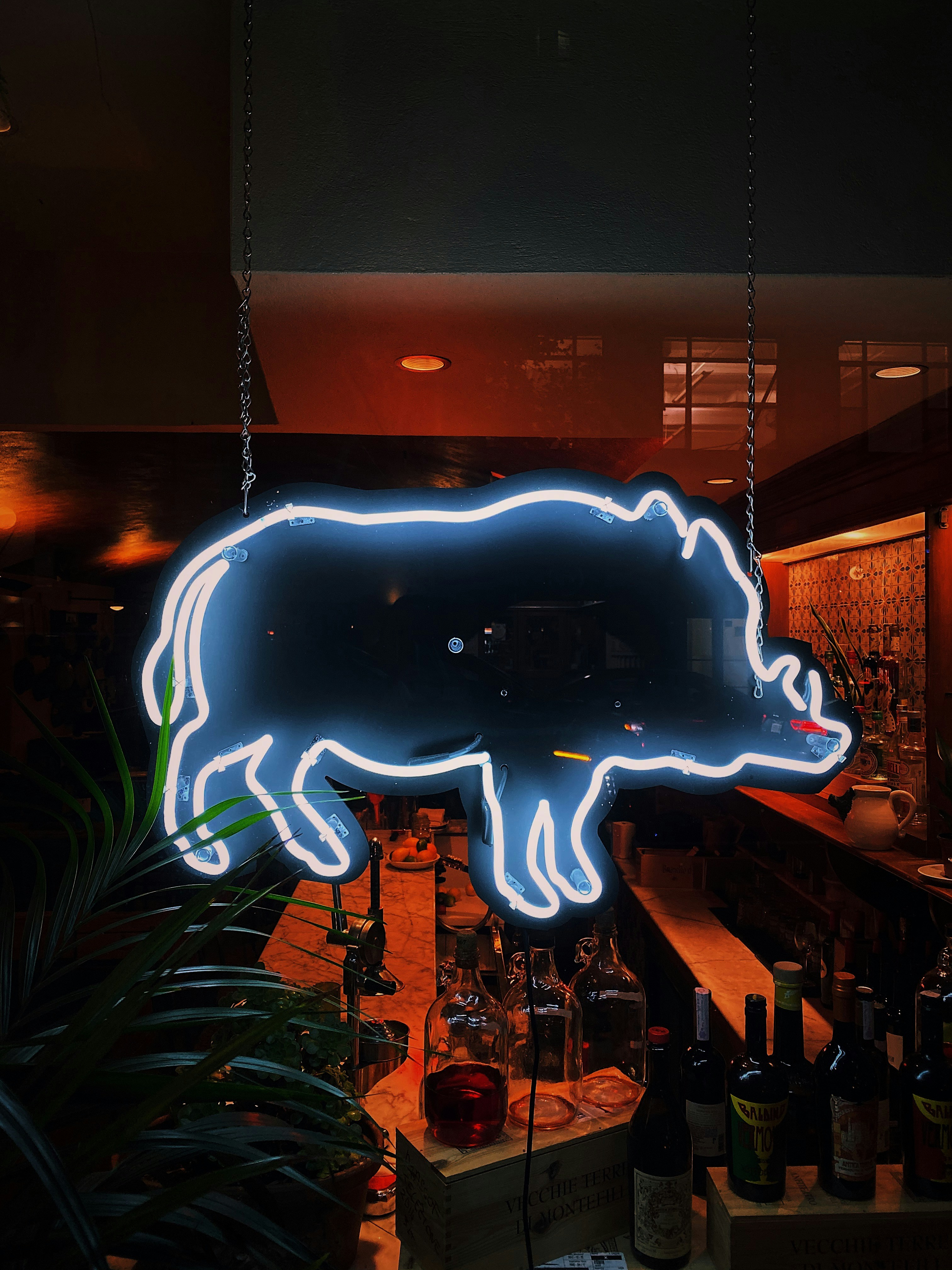 White wild boar neon light signage photo – Free Light Image on Unsplash