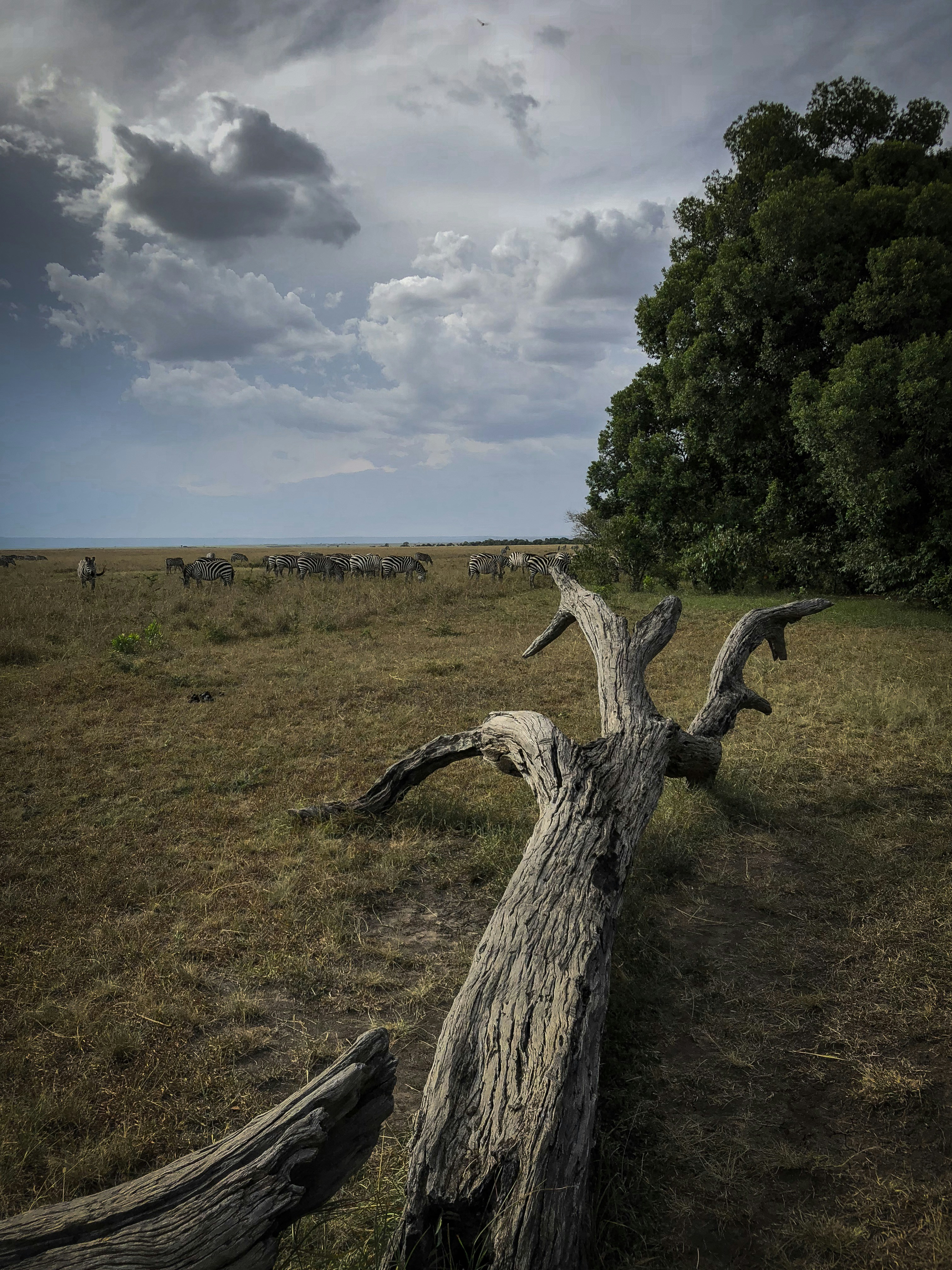 Foto Madera a la deriva en la hierba – Imagen Reserva nacional masai ...