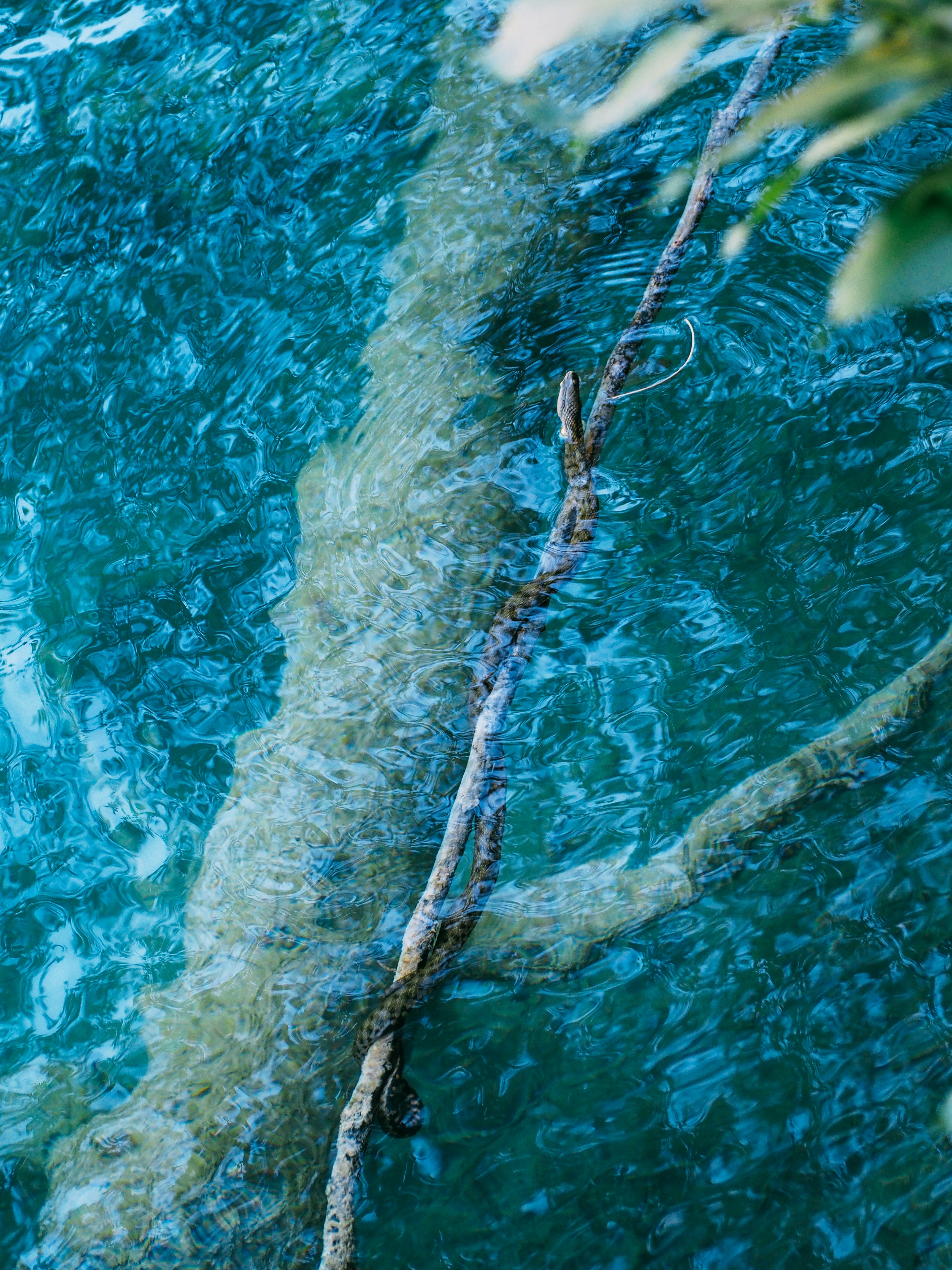 Turquoise Drift: A Weathered Branch Crossing a Quiet River