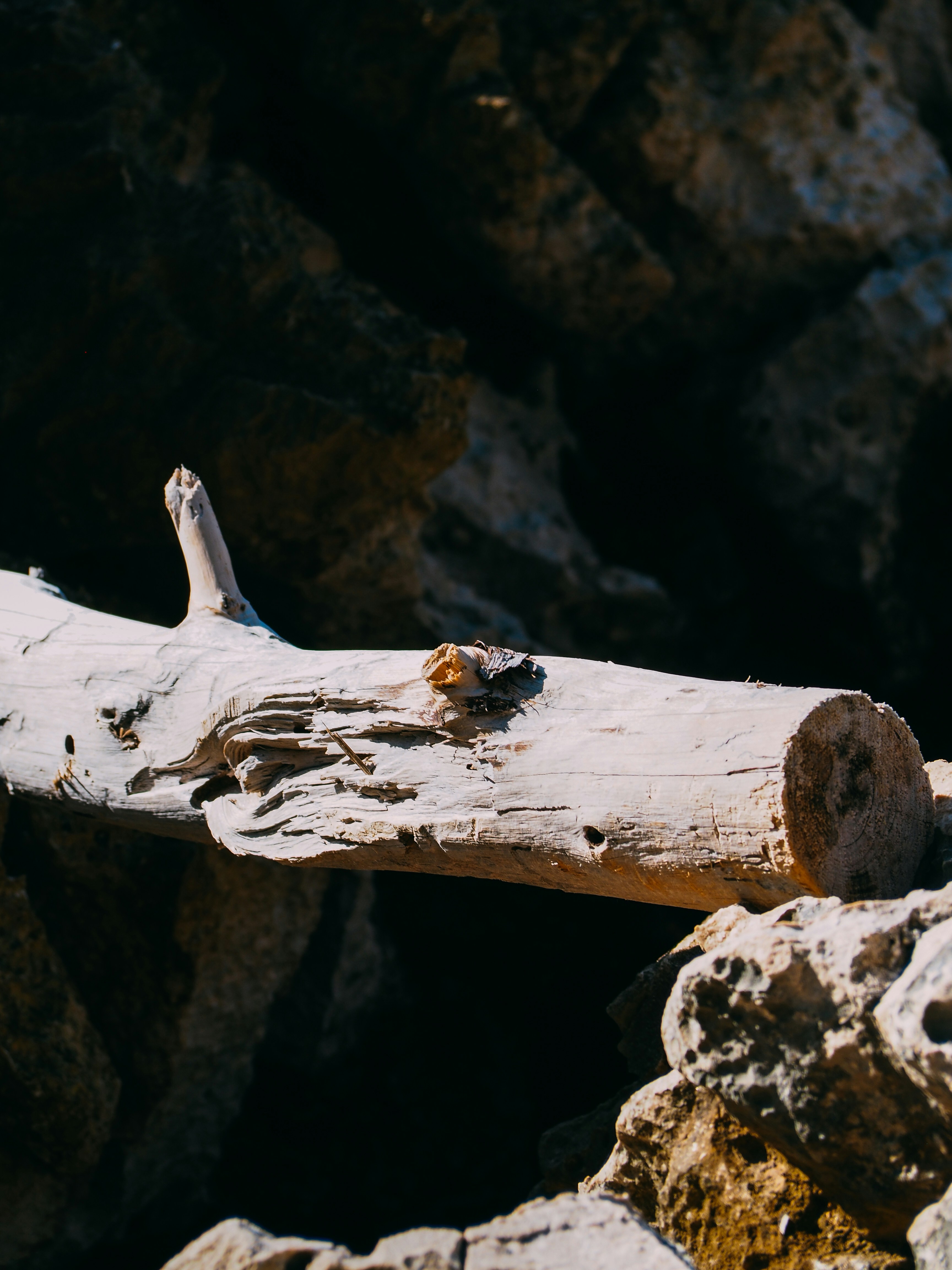Nature's Weathered Sculpture: A Study in Texture