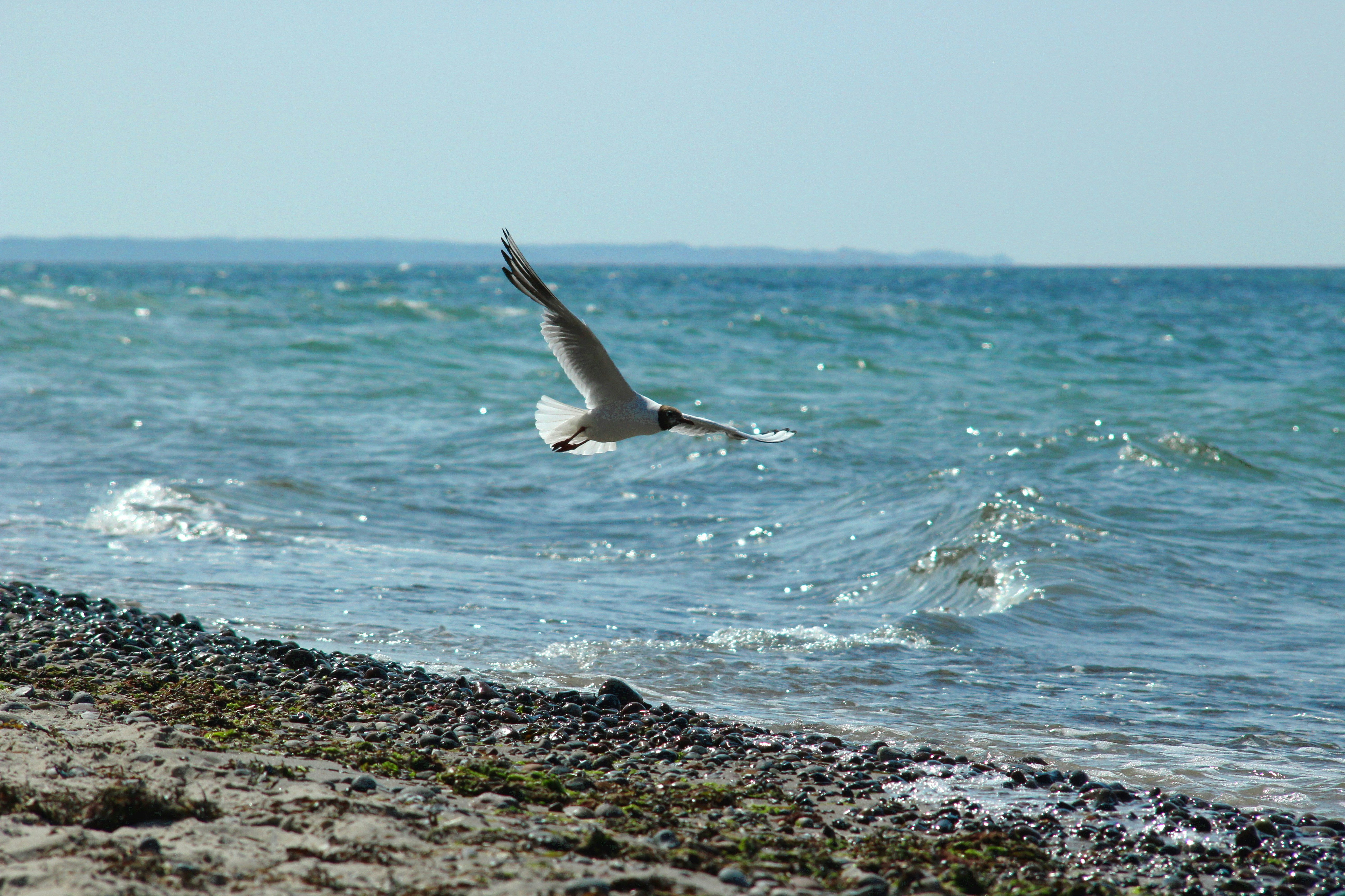 Bird flying on seaside photo – Free Deutschland Image on Unsplash