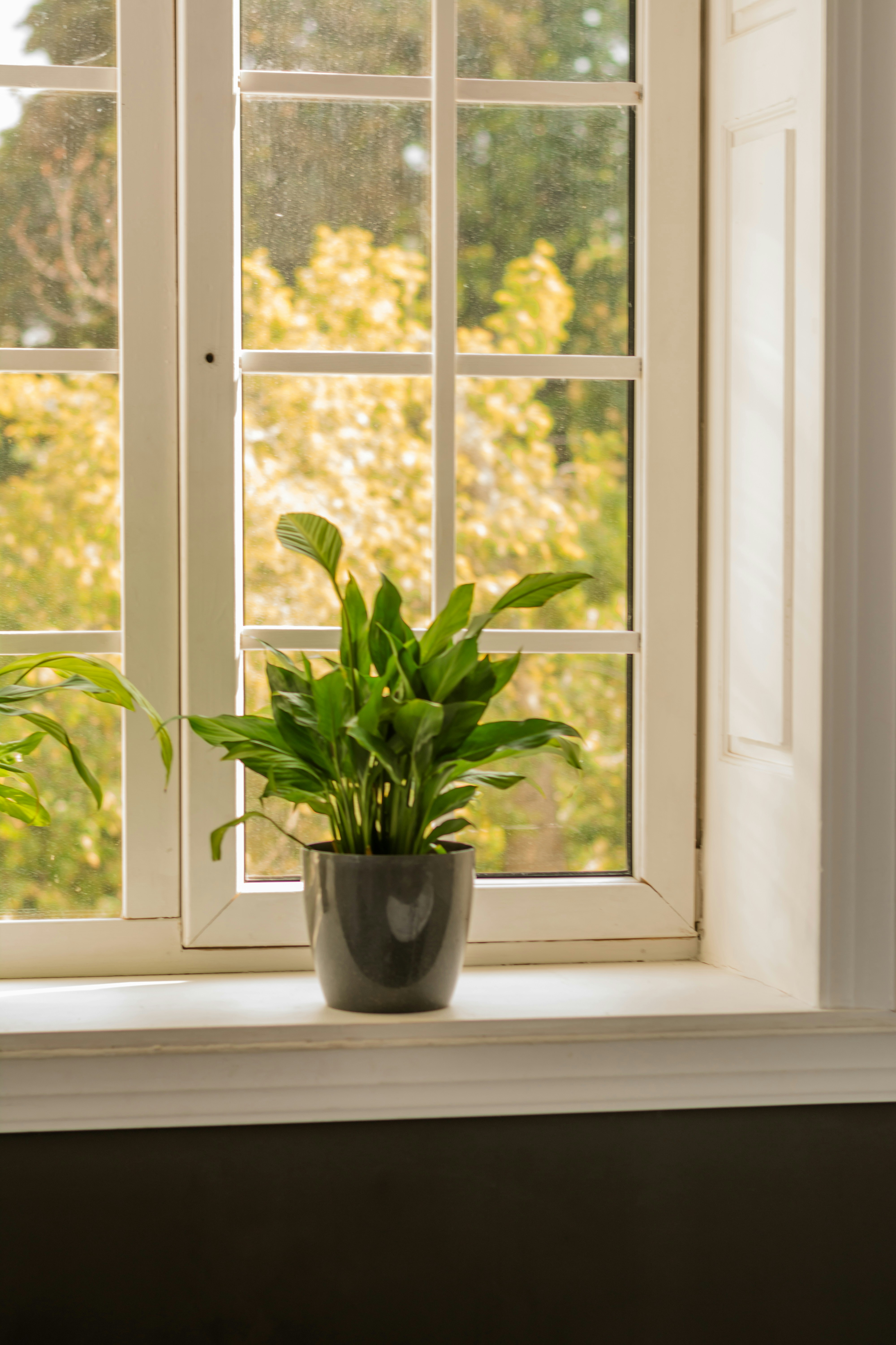 Green-leafed plant photo – Free Picture window Image on Unsplash