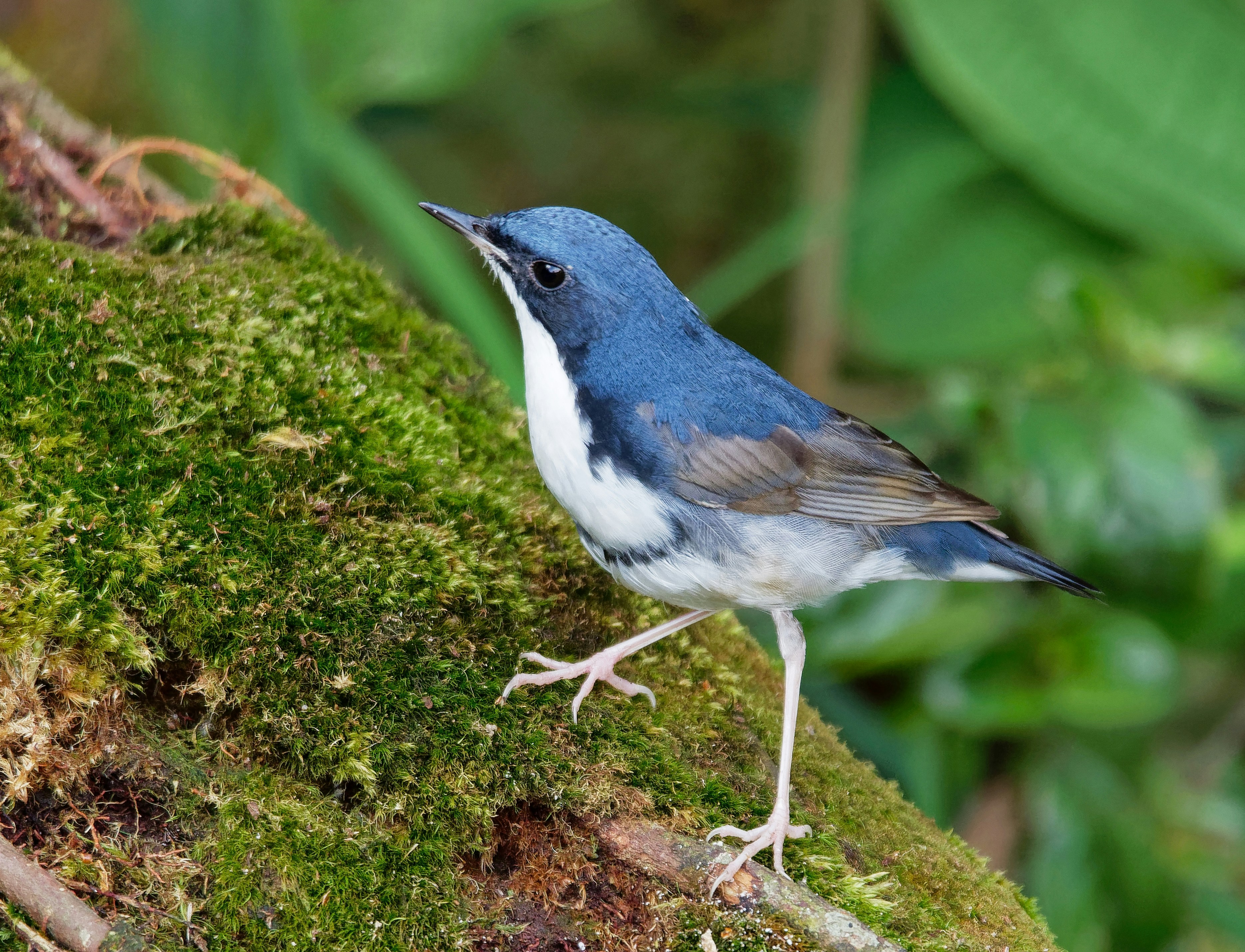 Blue Robin Bird