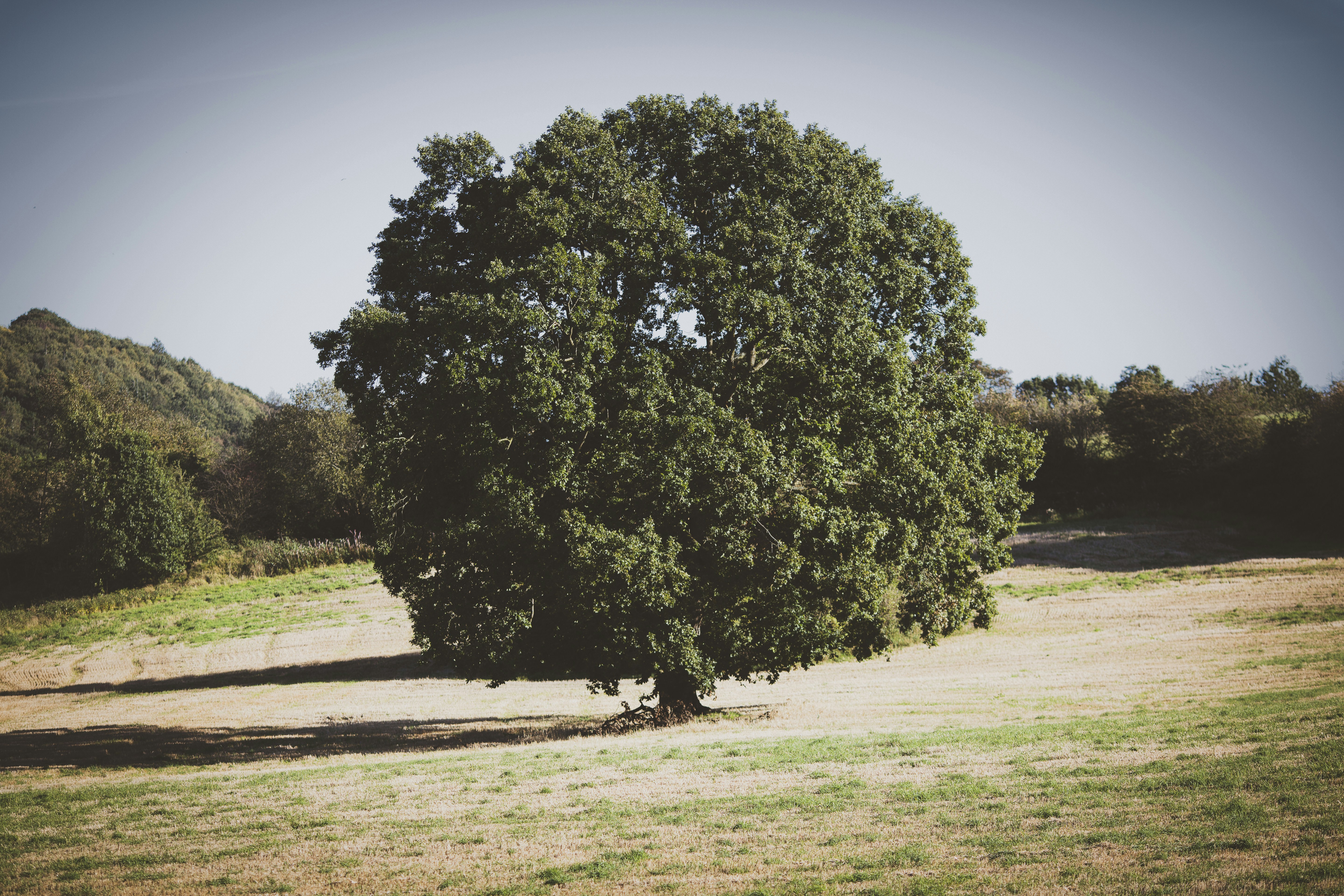 A large, lush tree stands alone in a sunlit meadow, casting a long shadow across the grass. The surrounding landscape features gentle hills in the background.
