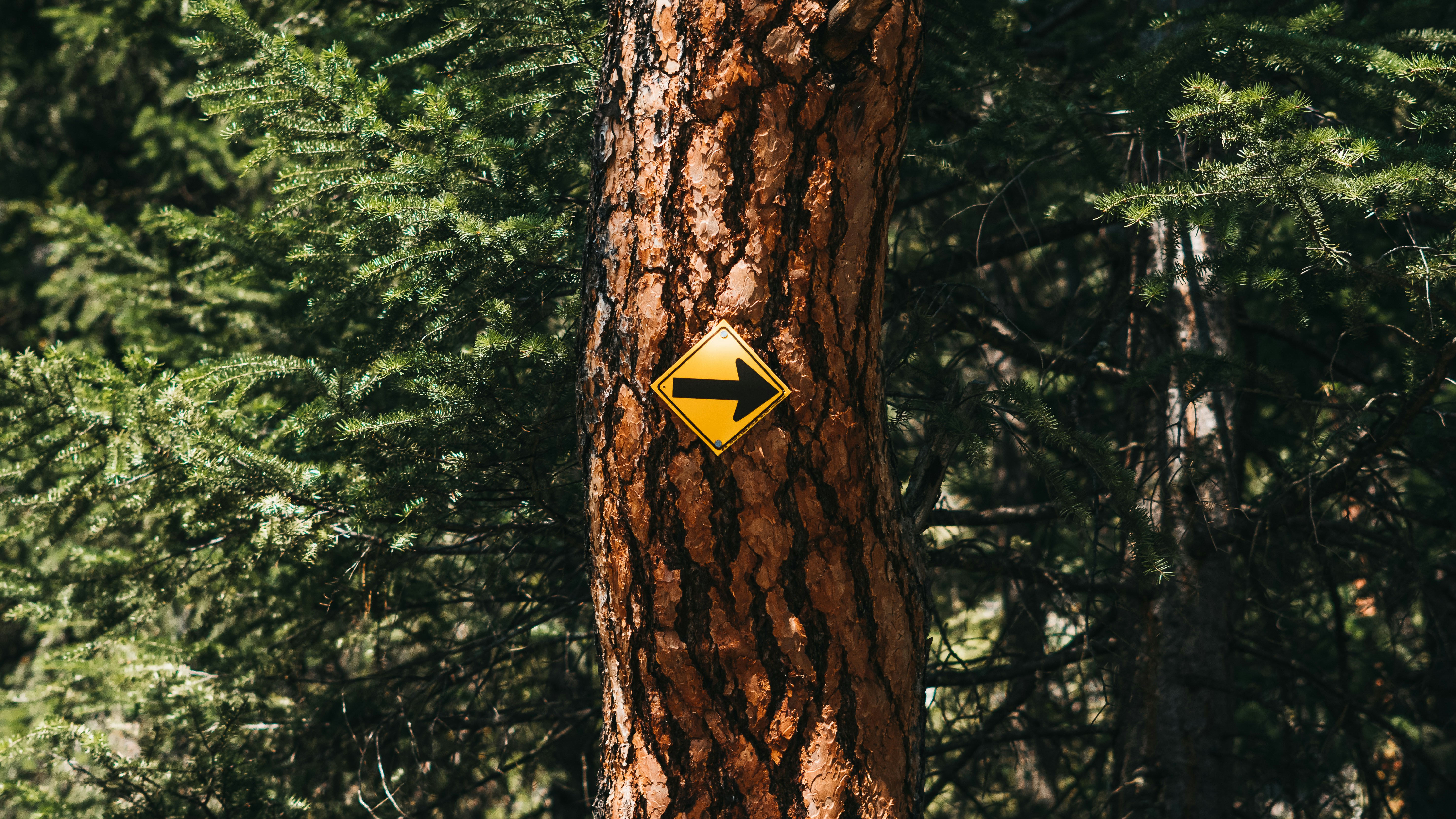 Guiding Arrow Amidst Woodland Giants