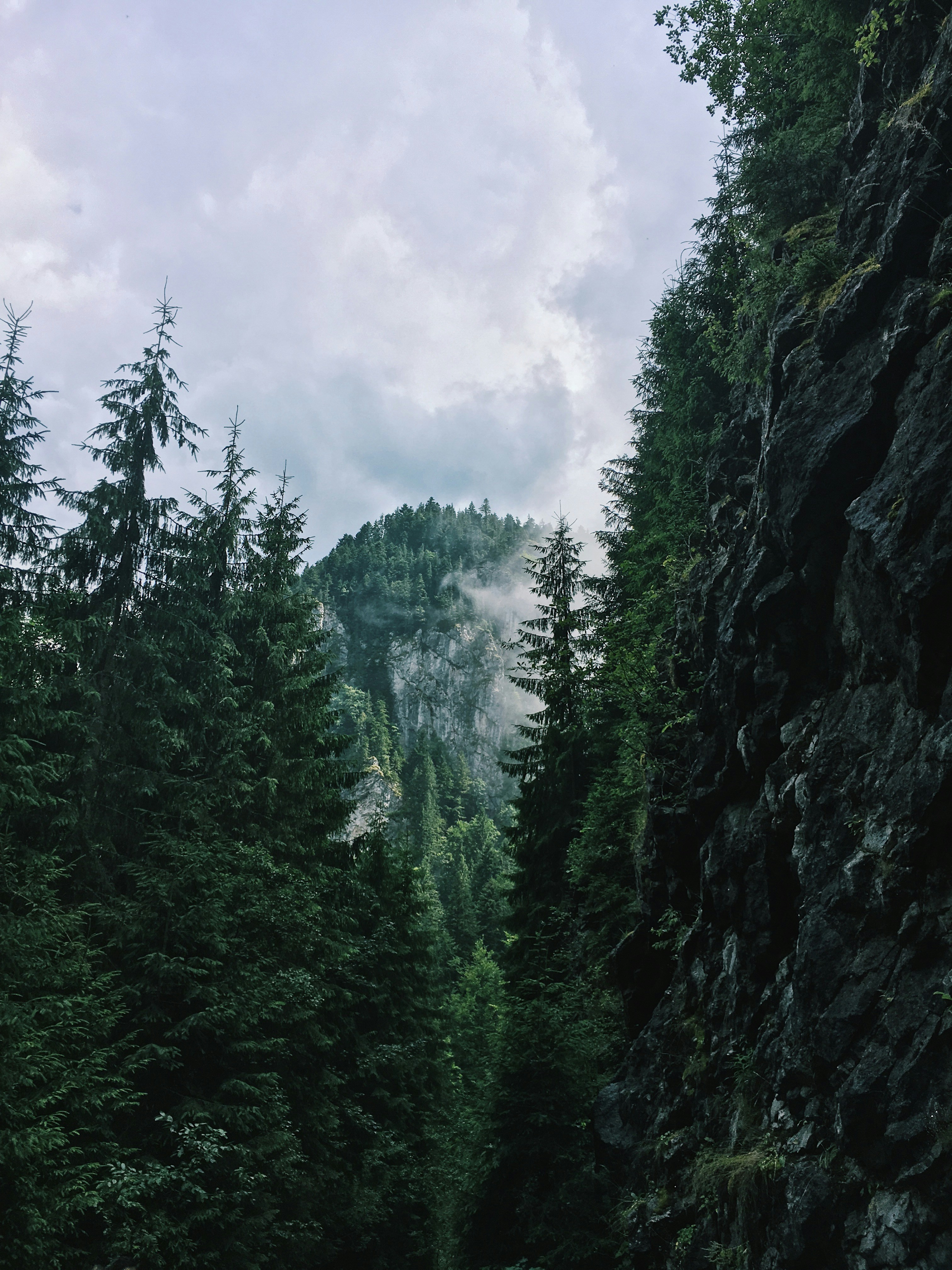 Forest during day photo – Free Tree Image on Unsplash