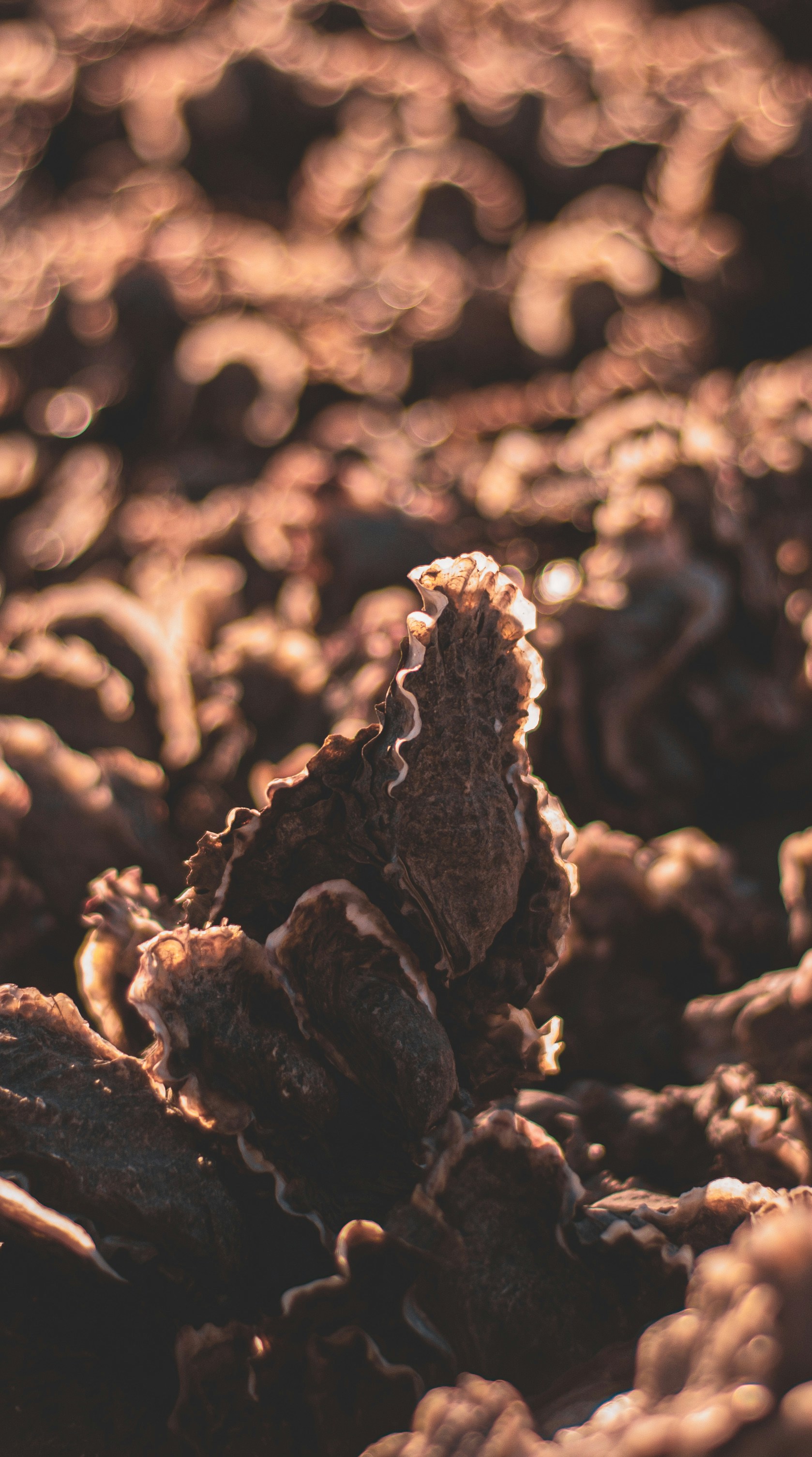 Intricate, curled formations resembling organic sculptures emerge from the forest floor, illuminated by soft, warm light.