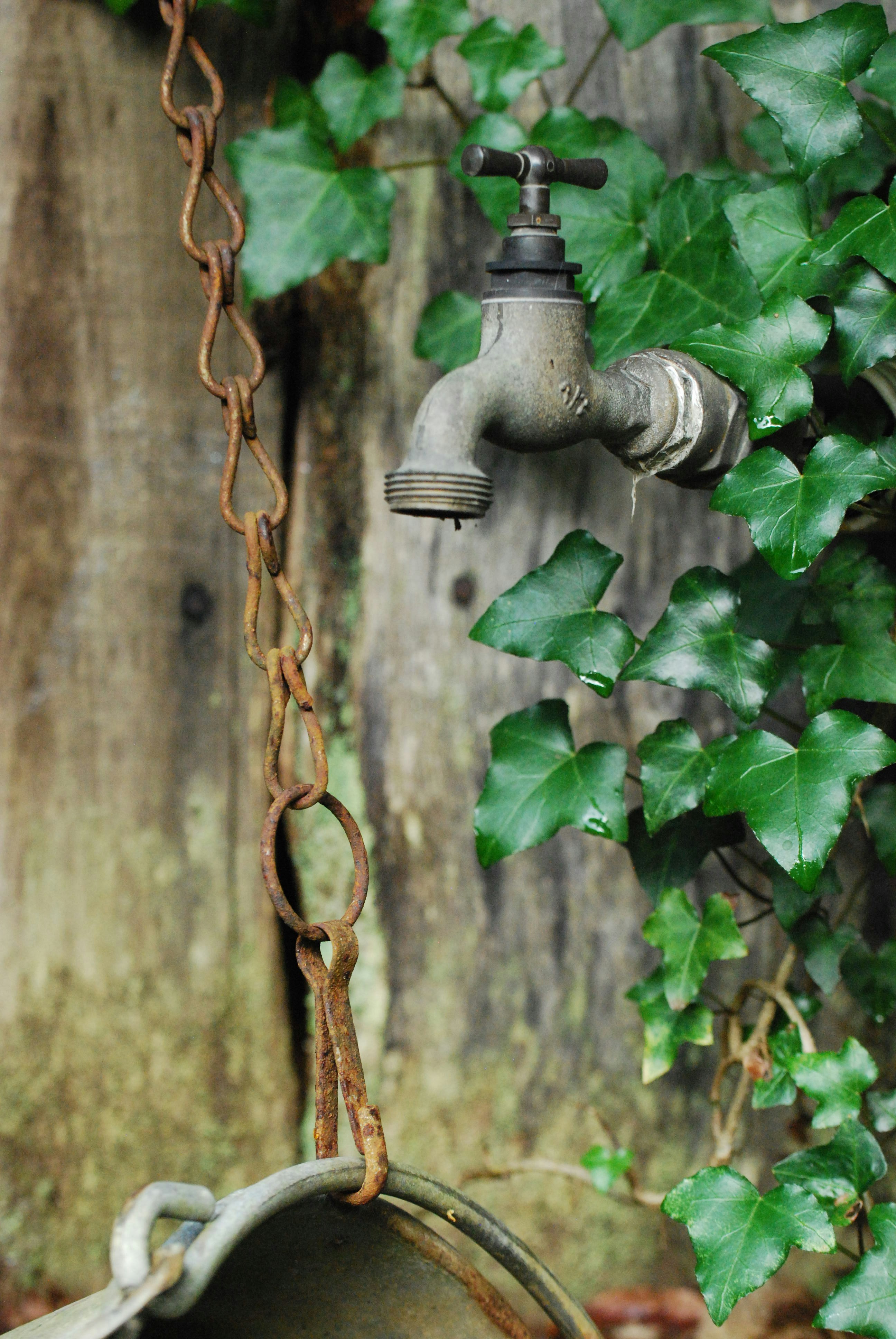 Country Diary - by Colette Power - Everything Within