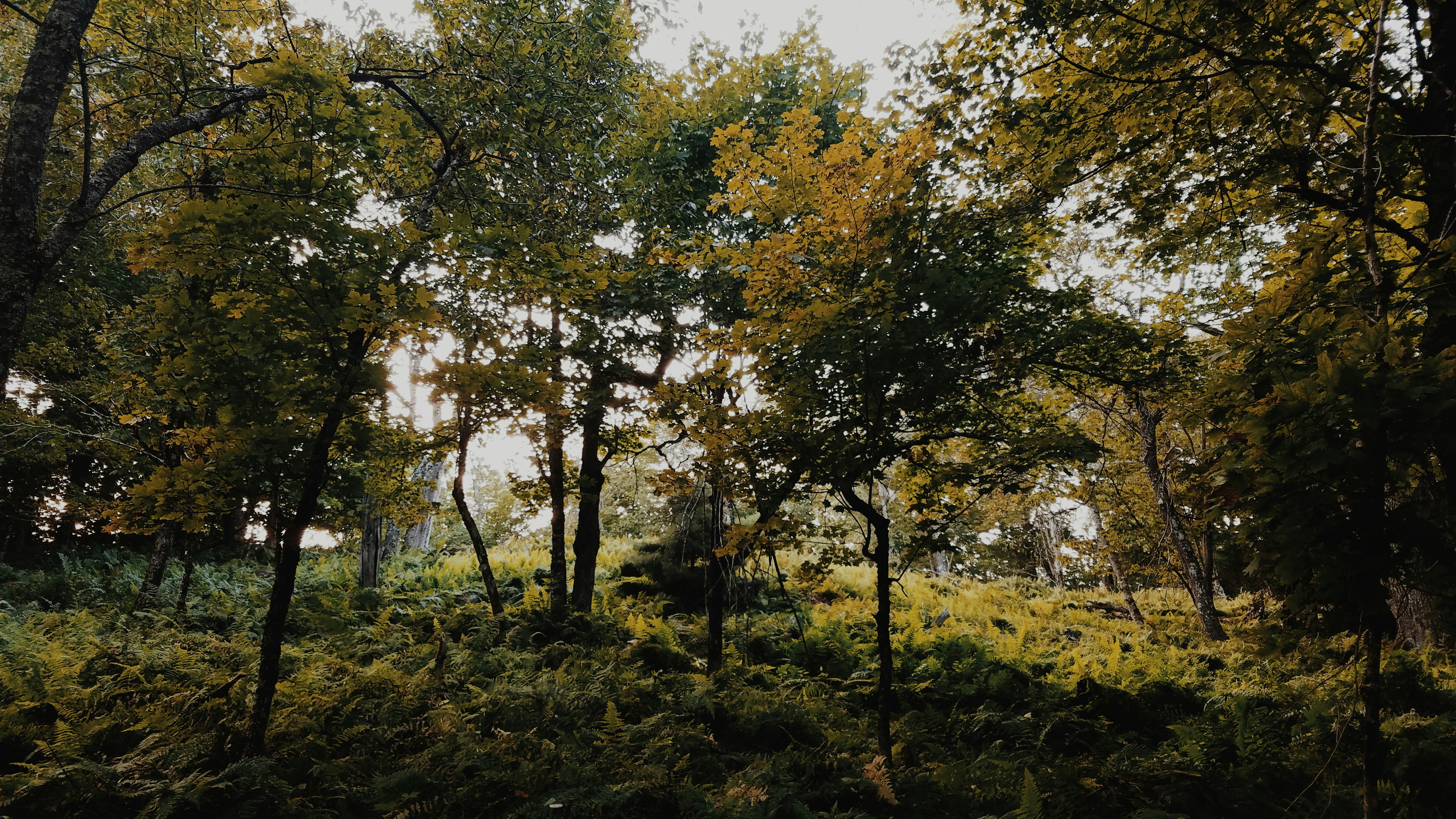 Sunlight filters through a dense forest with trees showcasing early autumn foliage.