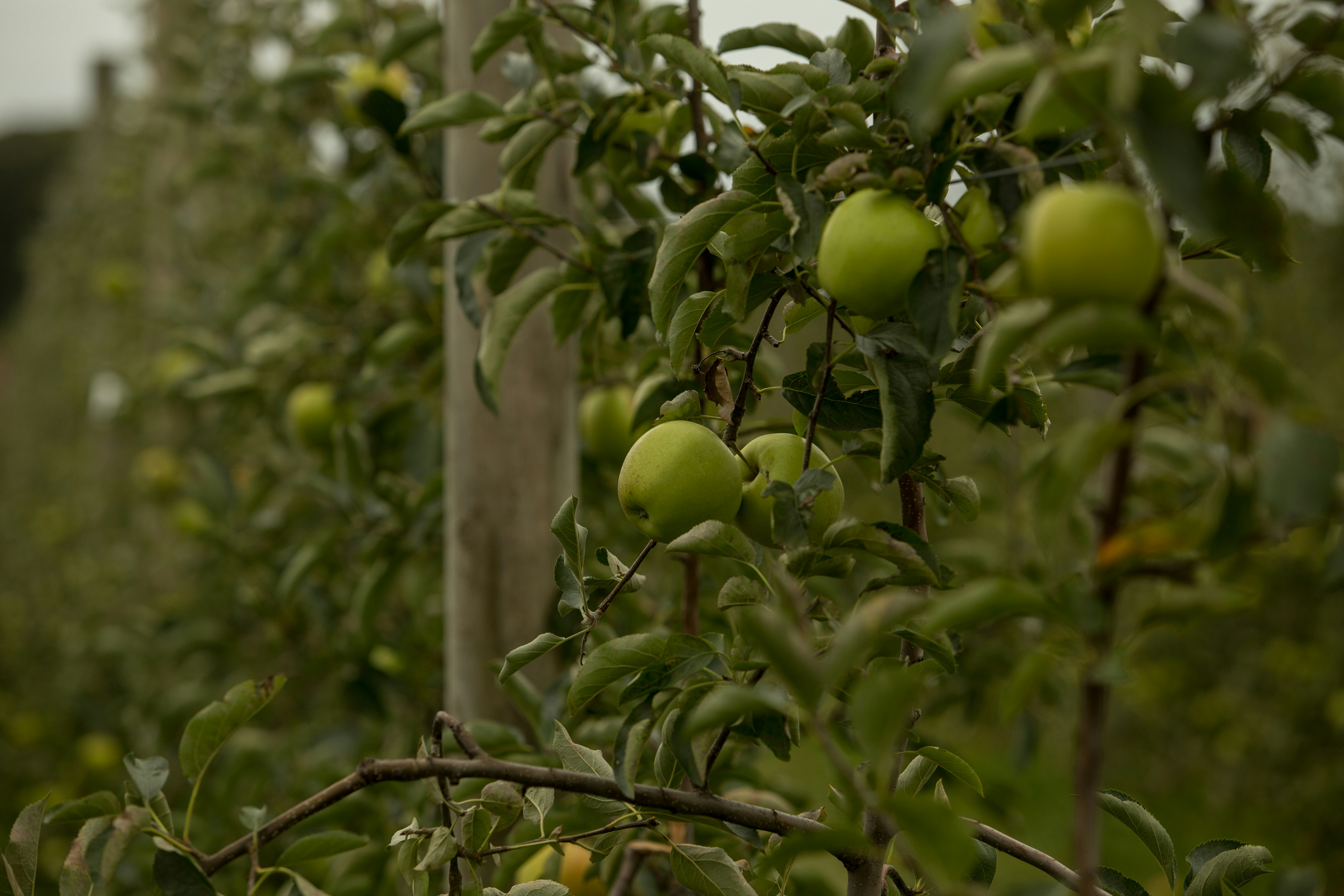 A Quiet Orchard: Green Apples in Soft Focus