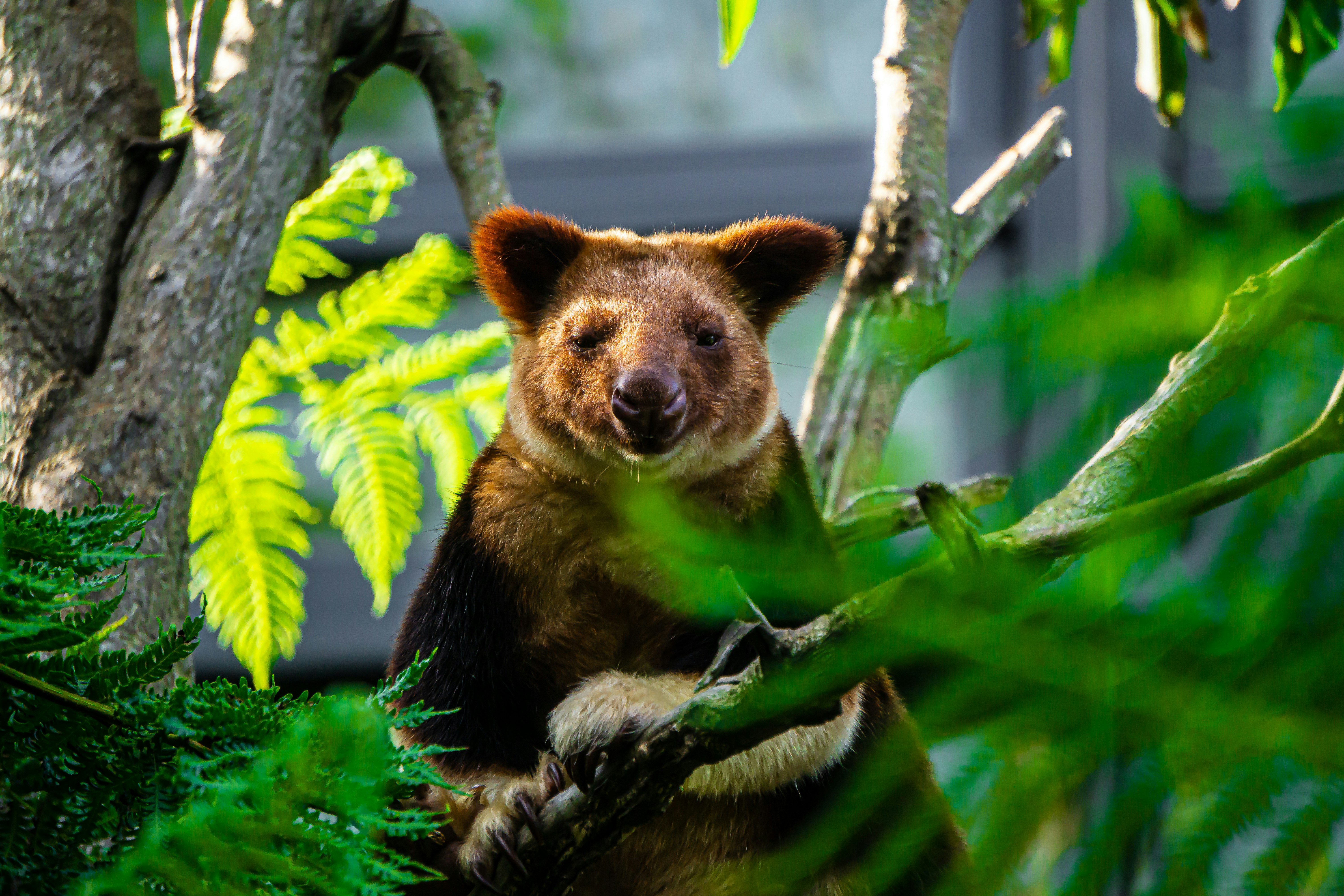 Branch-Top Stare: A Bear Pauses in a Lush Garden