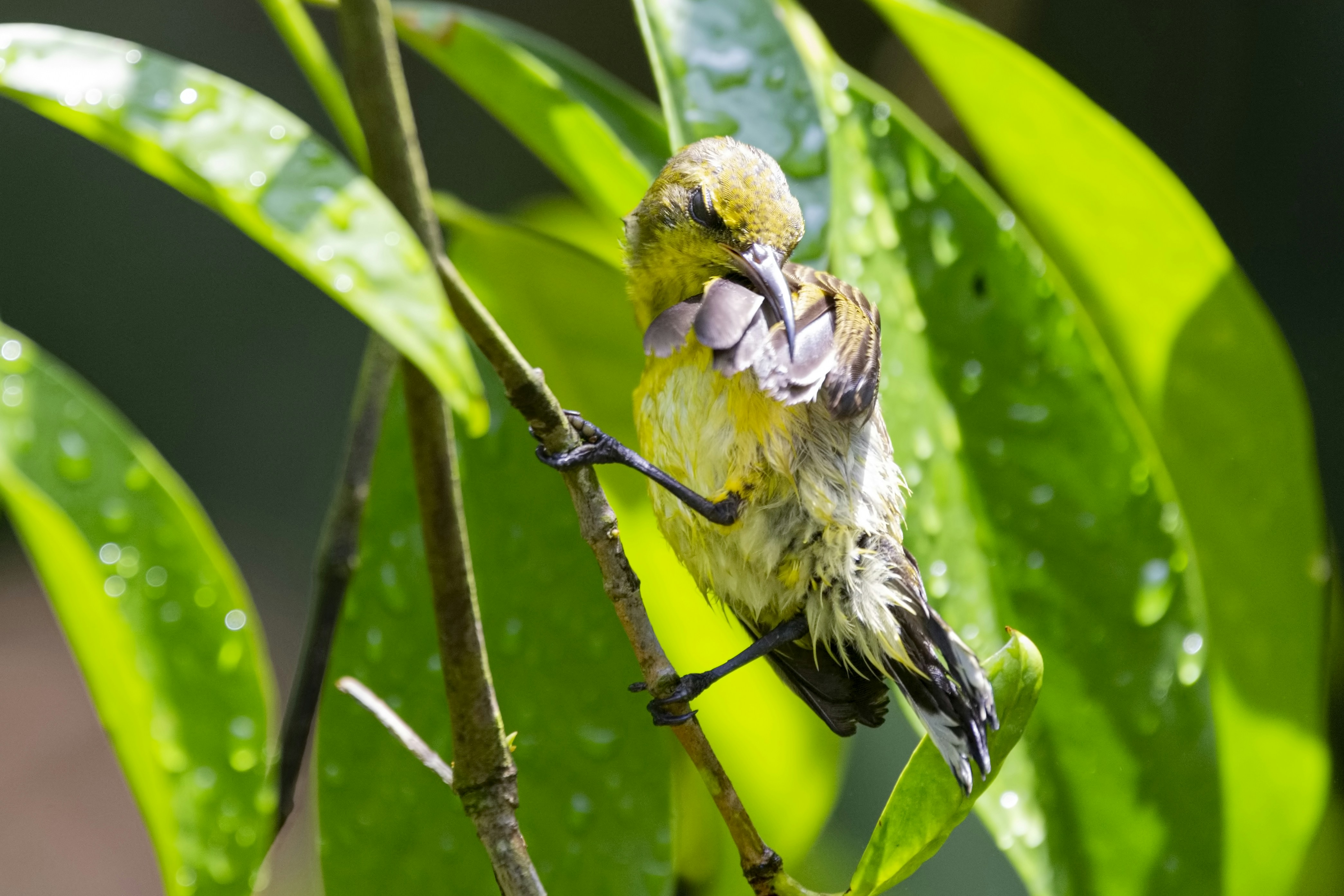 A small, wet bird perched on a branch amidst lush green leaves, showcasing its vibrant plumage and delicate features.