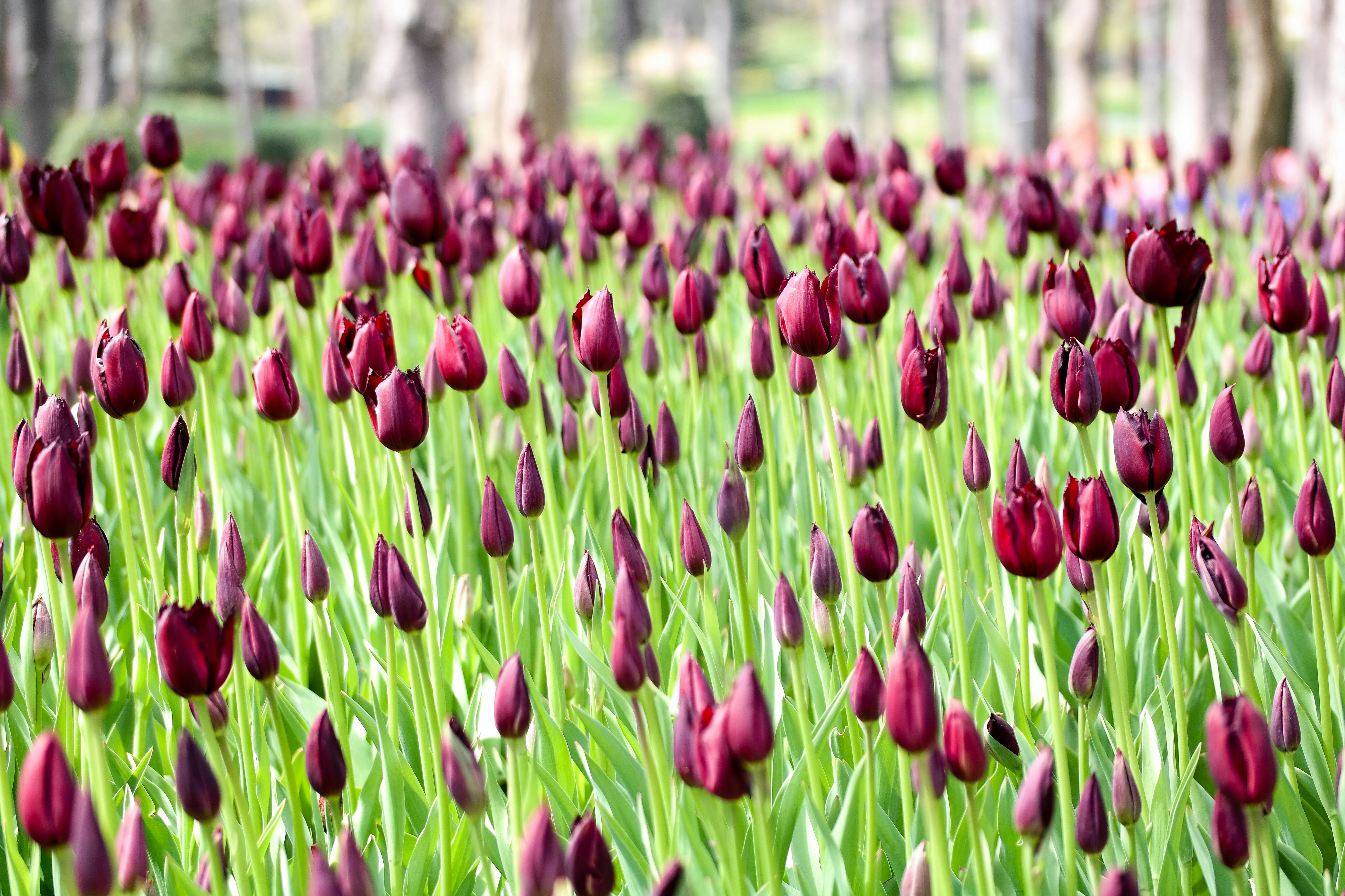 Maroon-petaled flower field photo – Free Plant Image on Unsplash