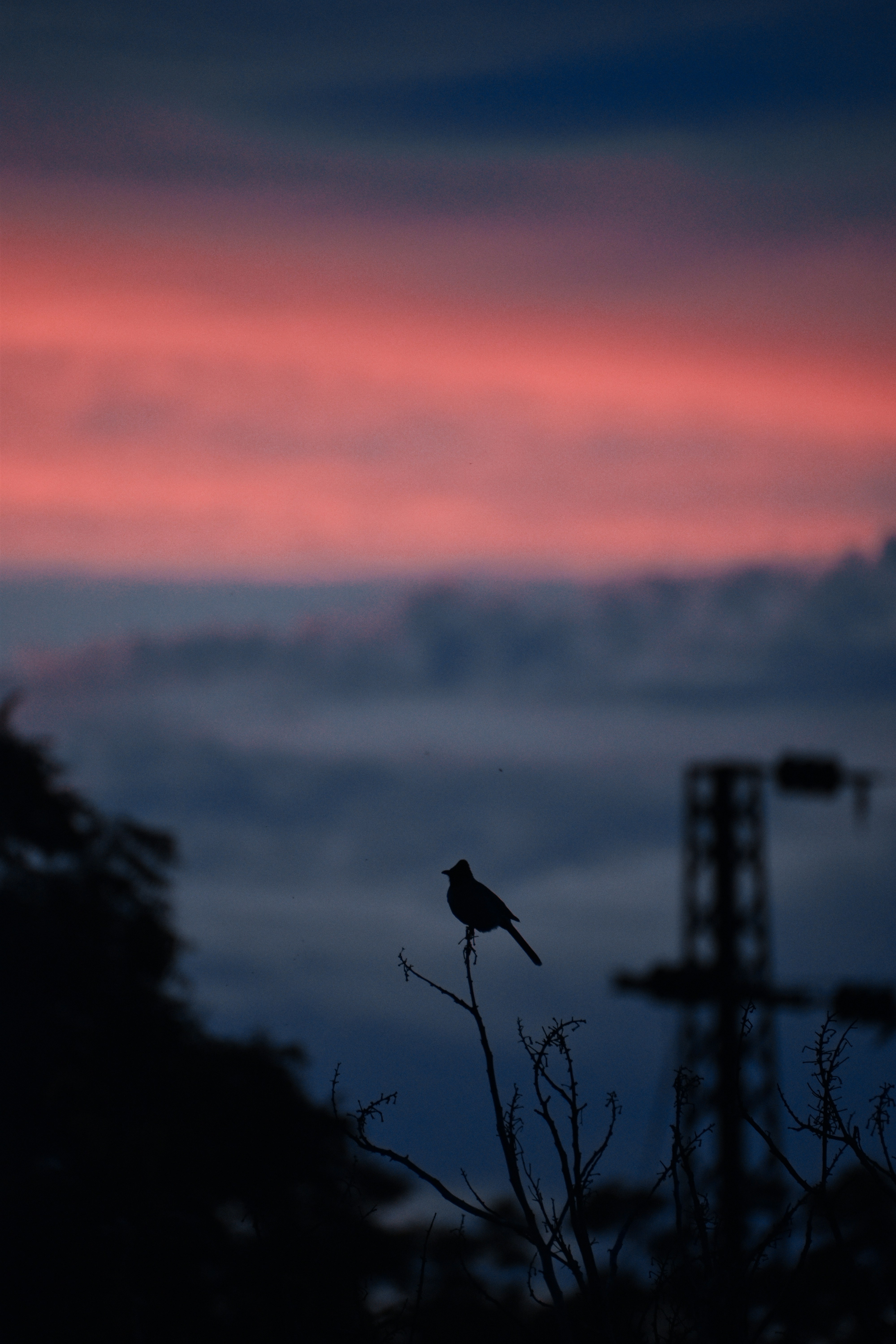 Dusk Sentinel on a Thin Branch Beneath a Coral-Blue Sky