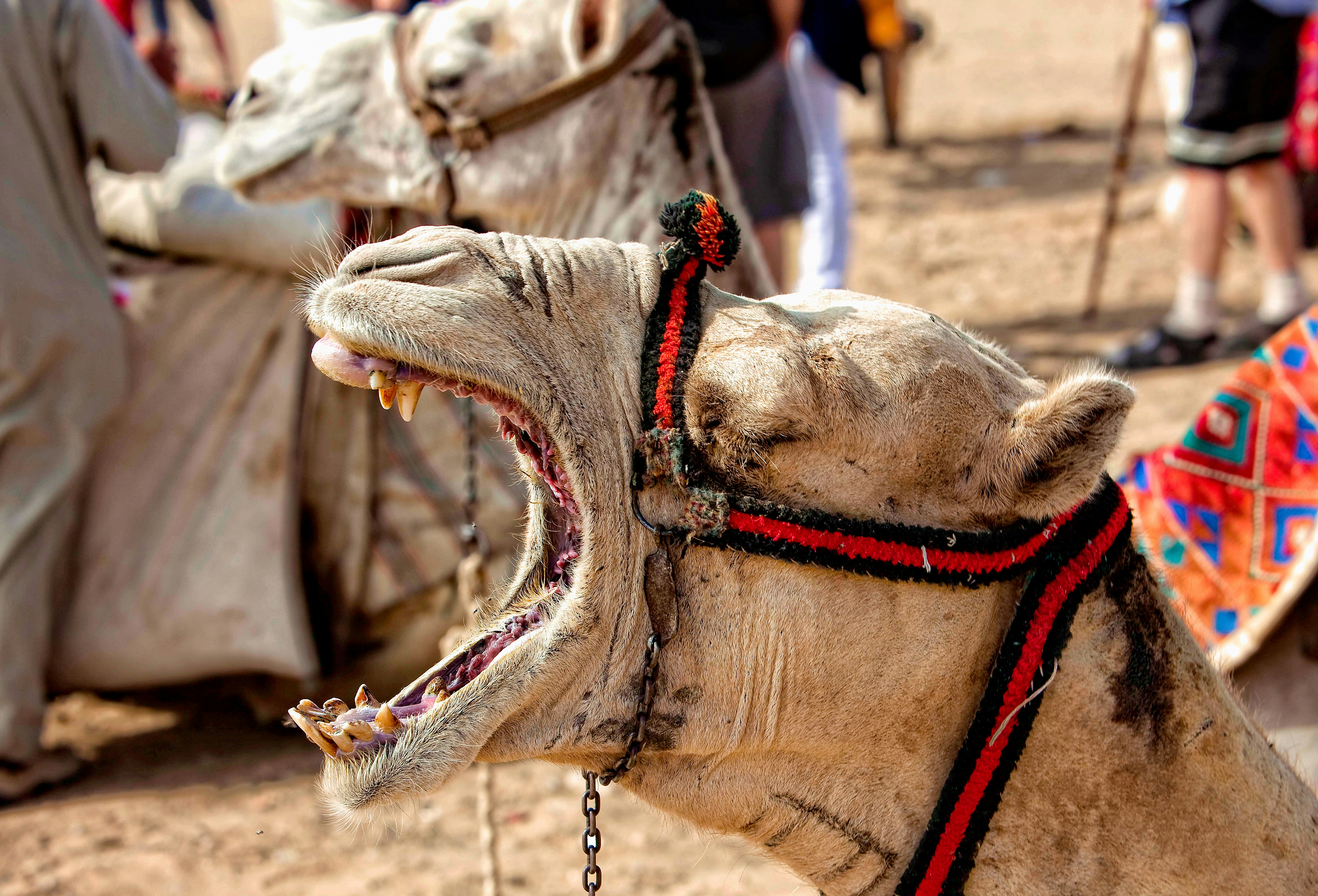 Camel with open mouth in a sandy area, adorned with a colorful bridle.
