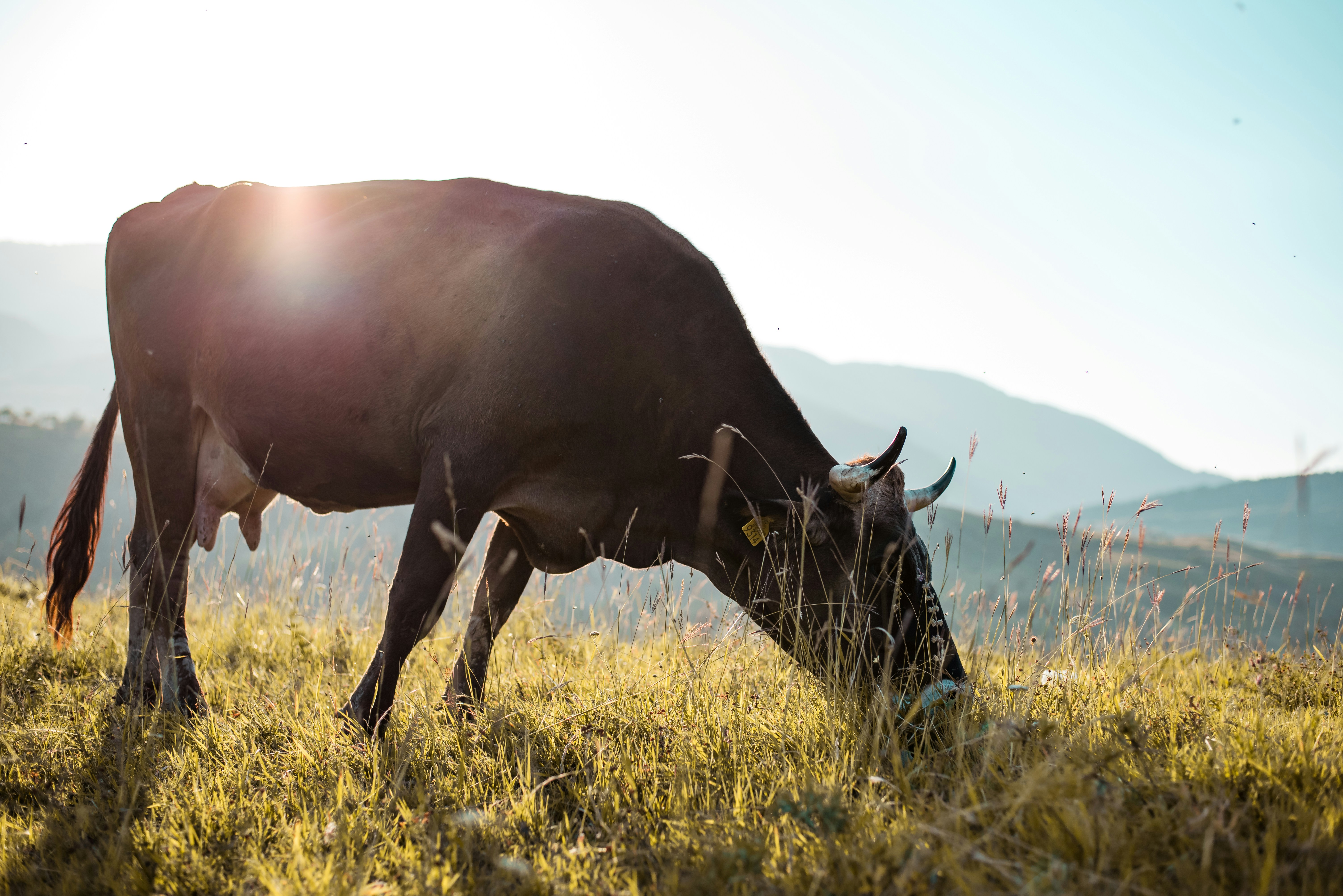 Black cow during daytime photo – Free Animal Image on Unsplash