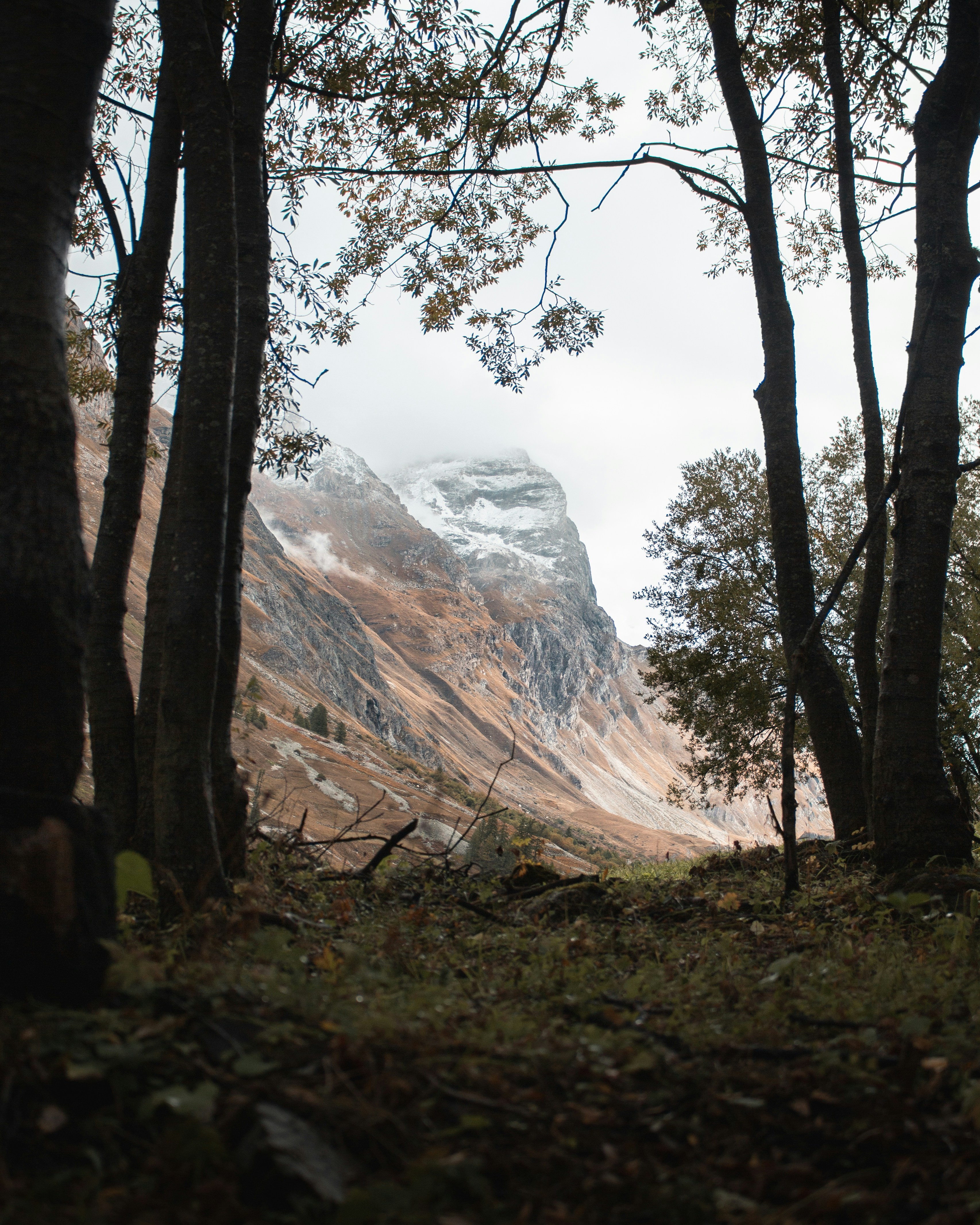 A view of a mountain through some trees photo – Free France Image on ...