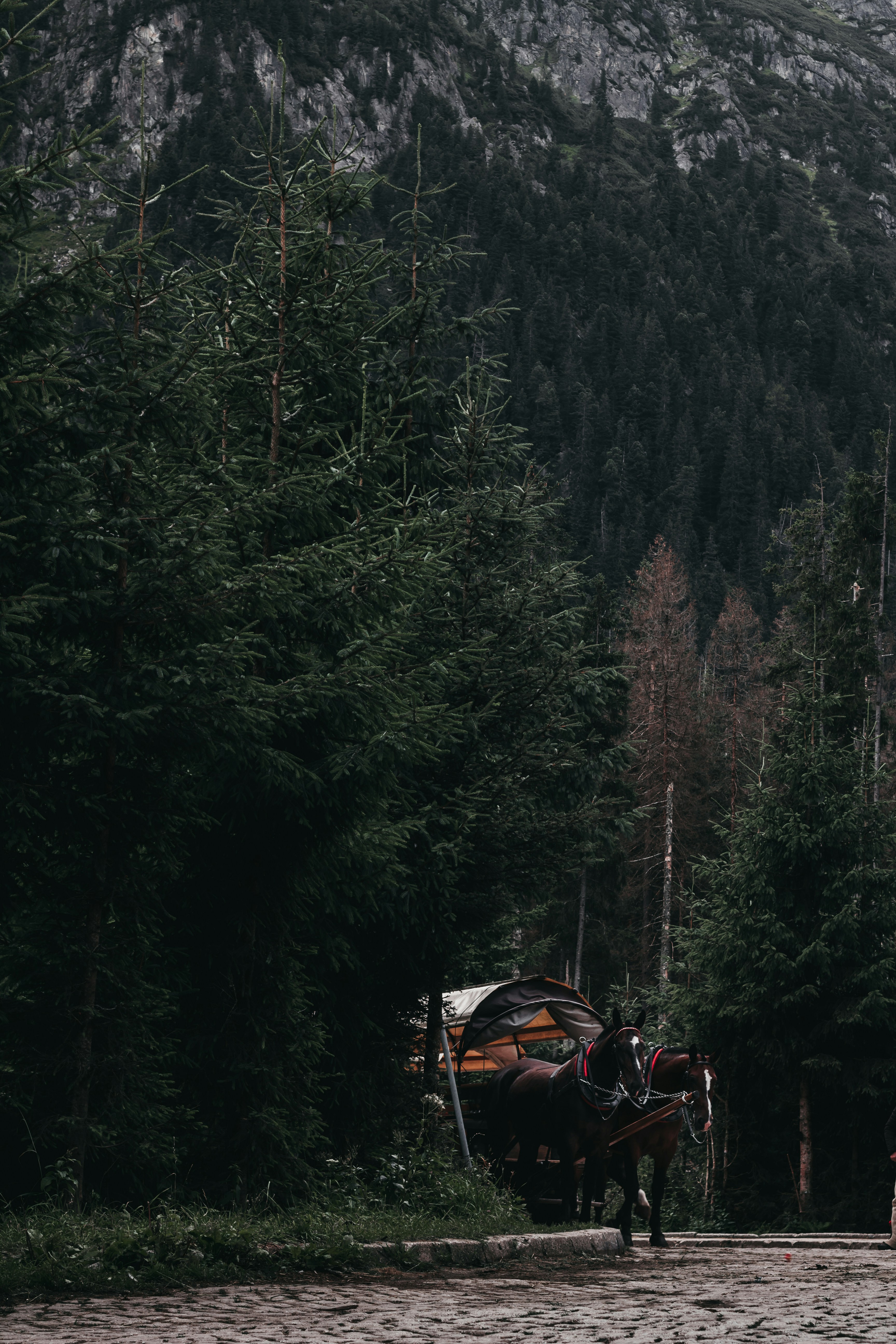 Hooves in the Pines: A Forest Lane Carriage