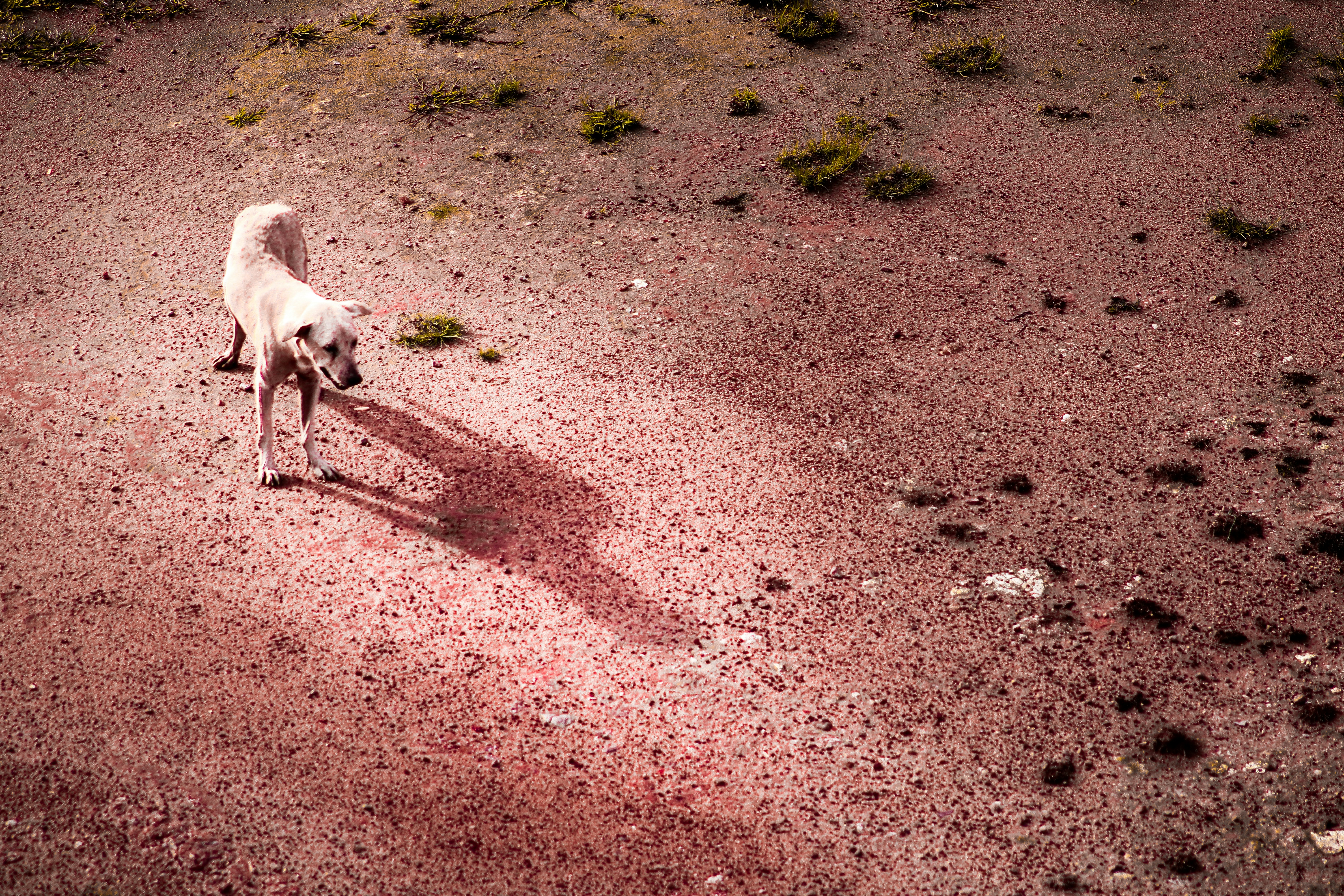 Rose-Tinted Ground: A Lone Dog and Its Long Shadow