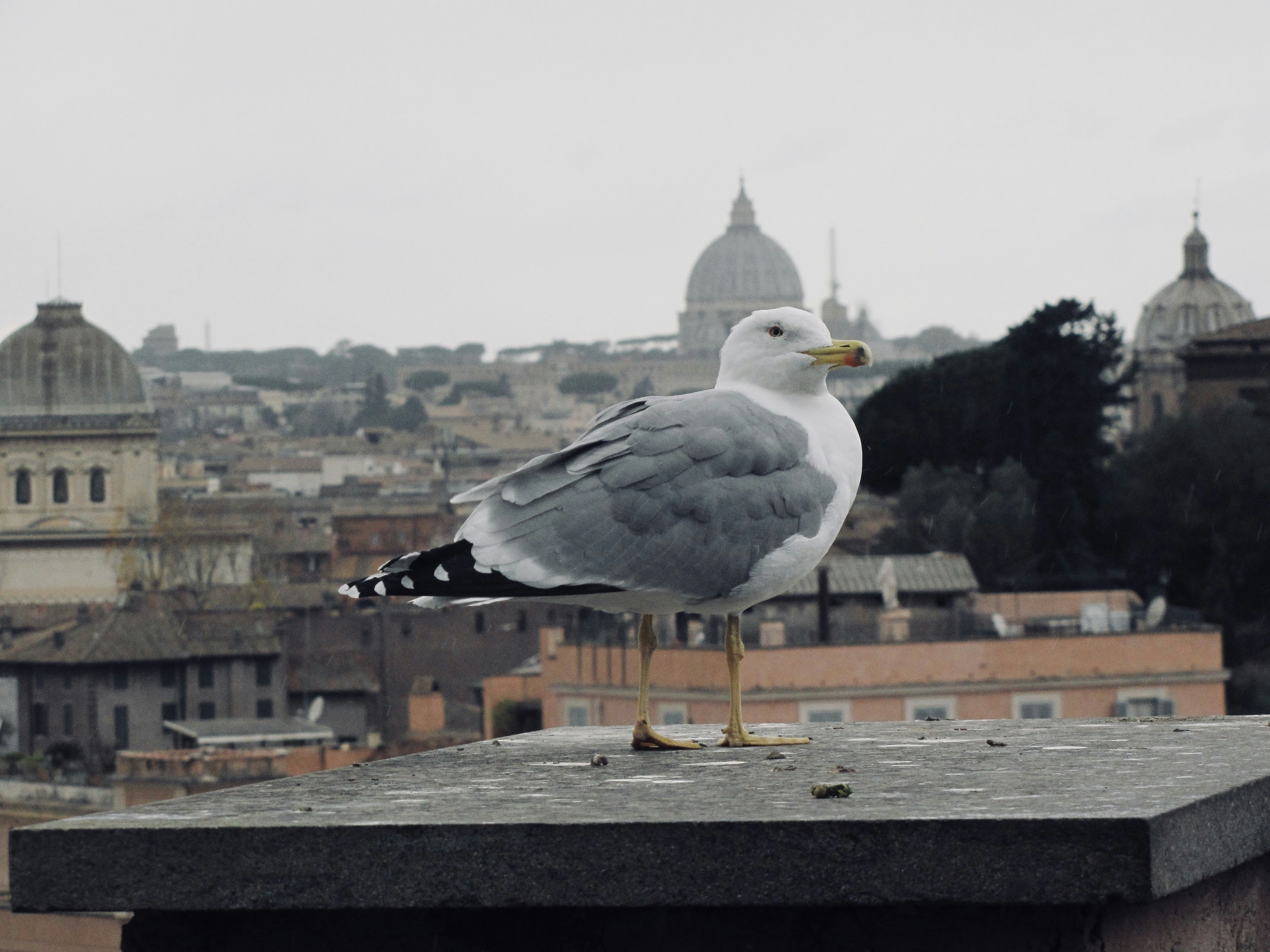 Photograph of a seagull perched on a concrete ledge with a Roman cityscape featuring domed buildings in the background.