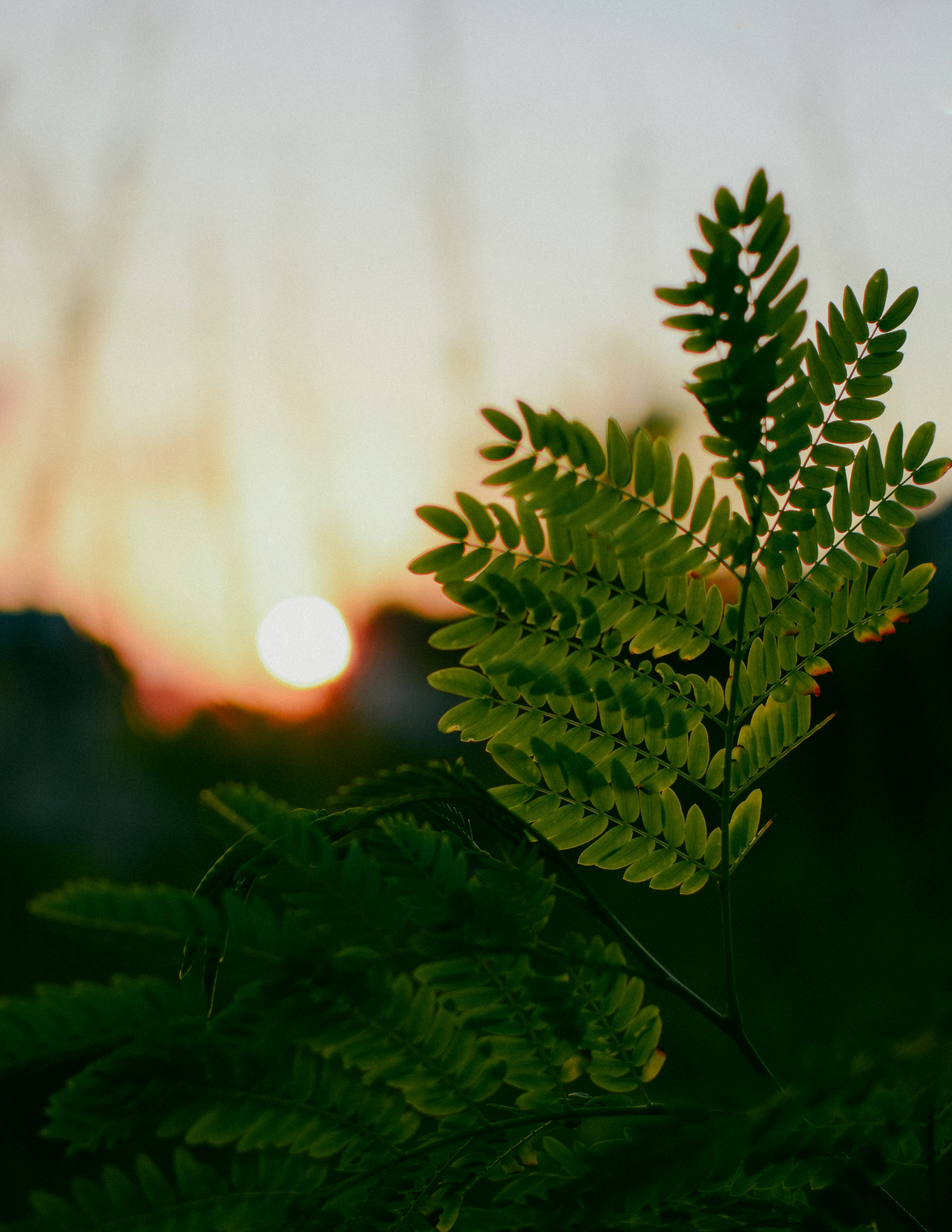 Sunset Fern: Fronds Framing the Dusk Glow