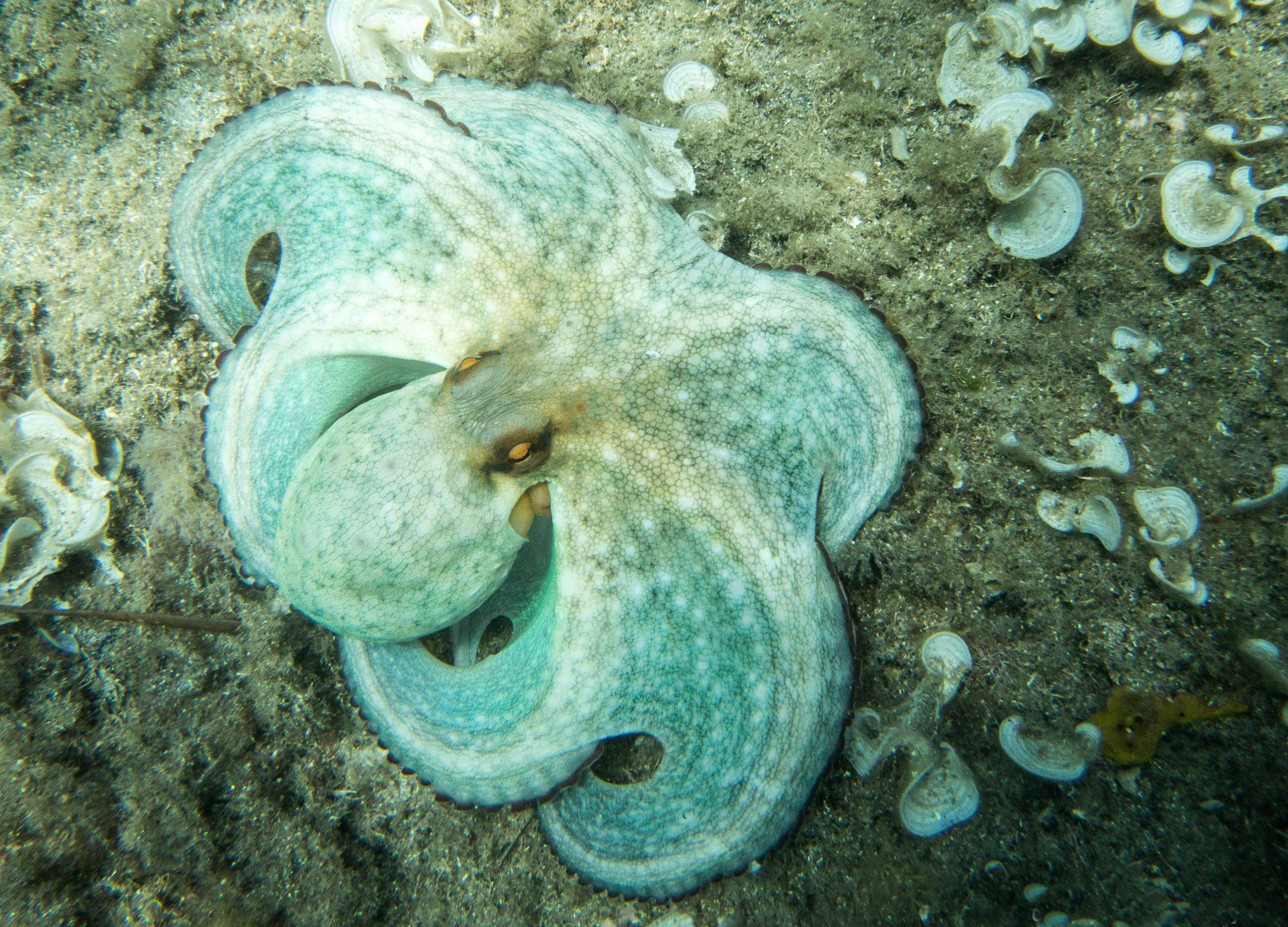 Green octopus photo – Free Animal Image on Unsplash