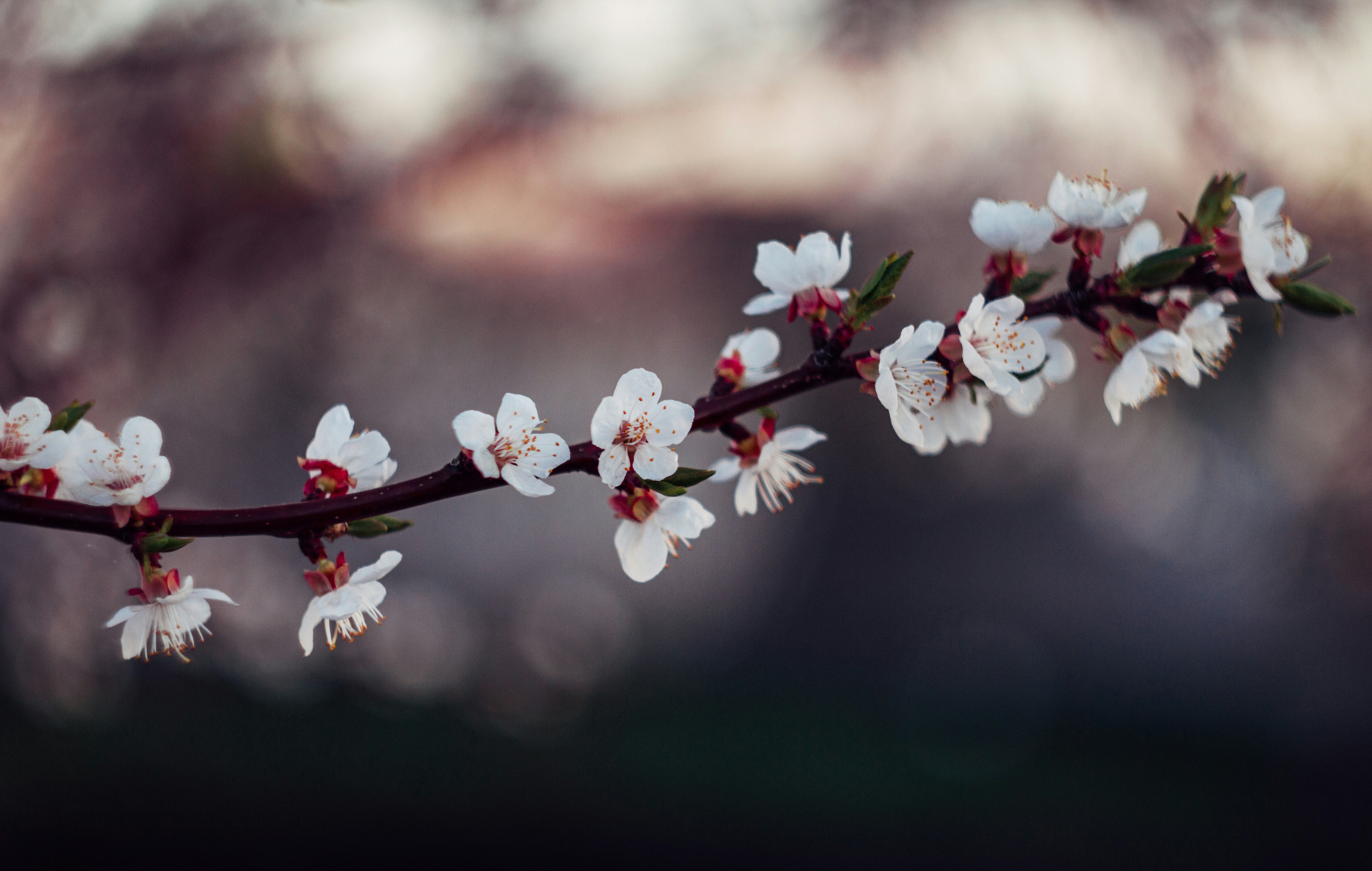 white flower clusterVladimir Malyutin