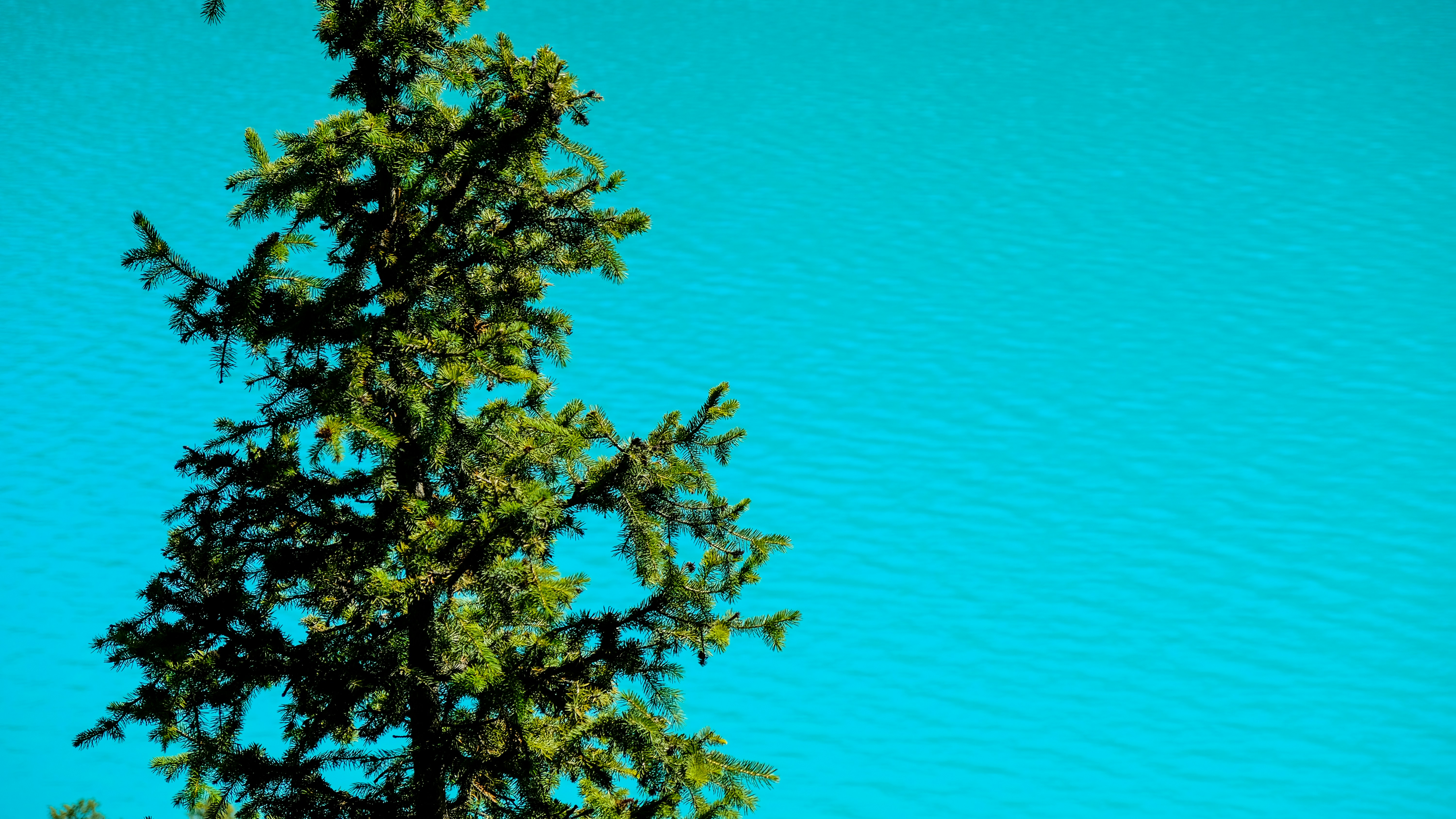 Tree near lake photo – Free Plant Image on Unsplash