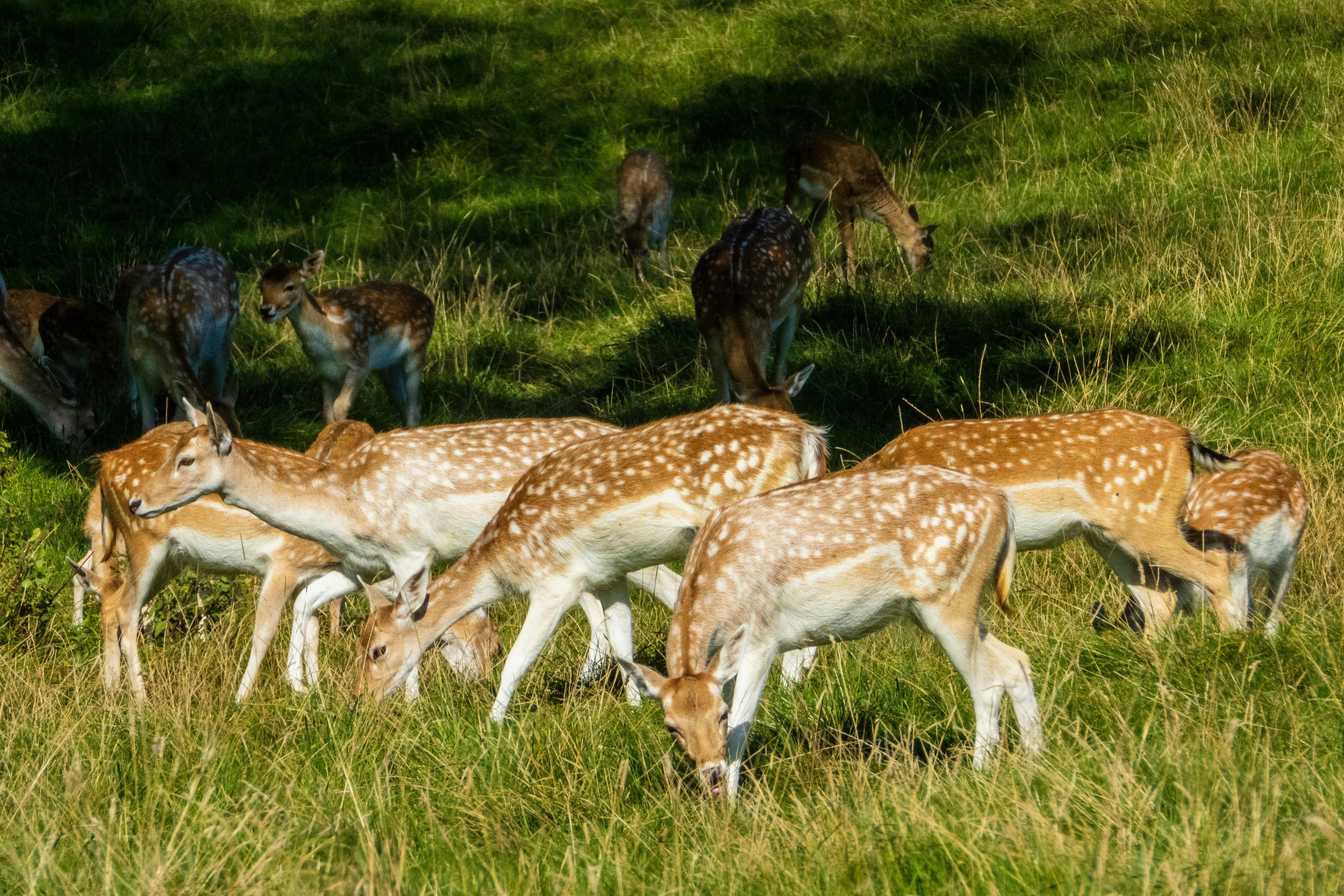 A group of fallow deer grazing peacefully in a sunlit meadow, showcasing their distinctive spotted coats and tranquil demeanor.