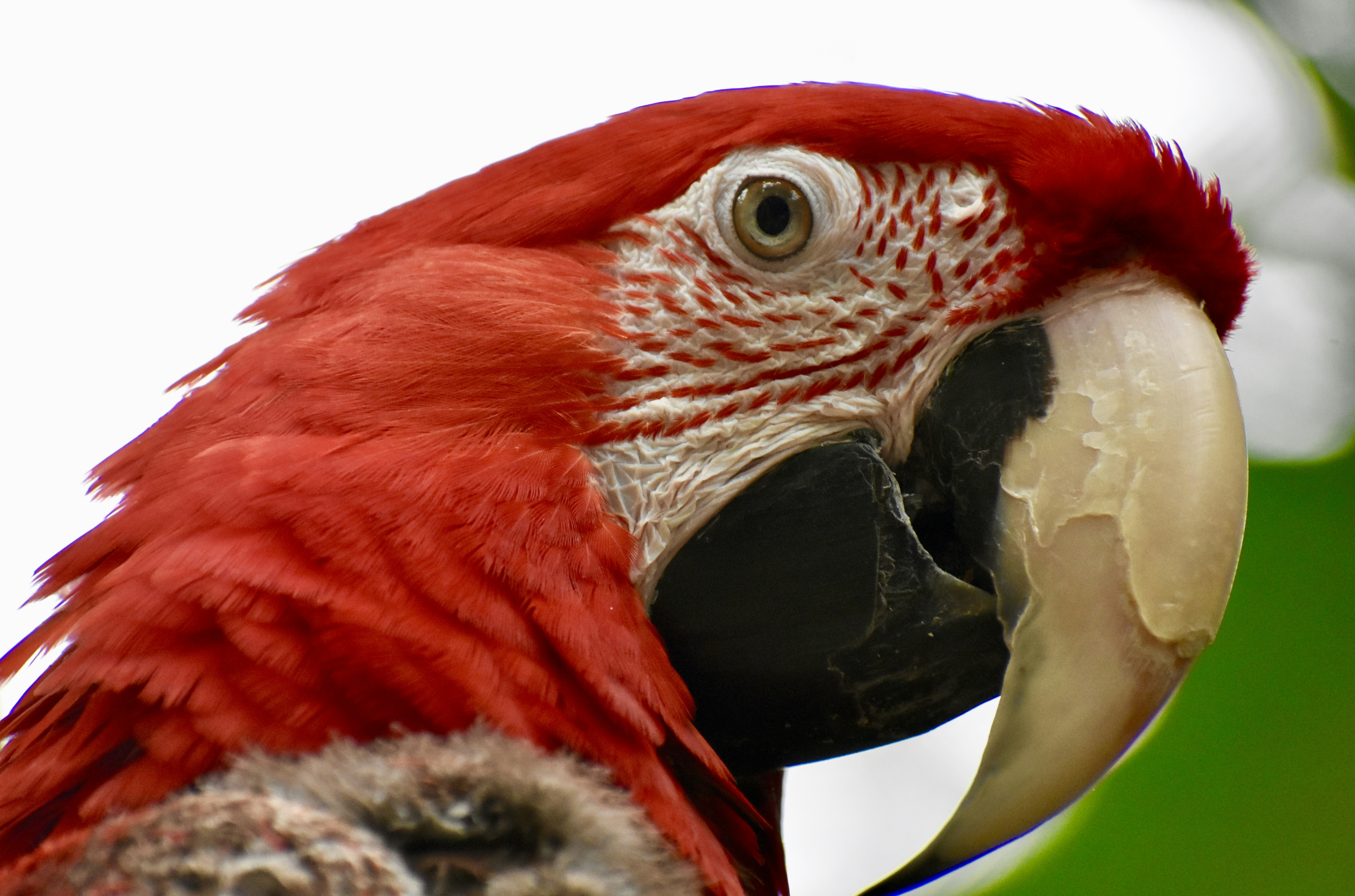 Close-up of a red parrot showcasing intricate feather details and a striking beak against a softly blurred background.