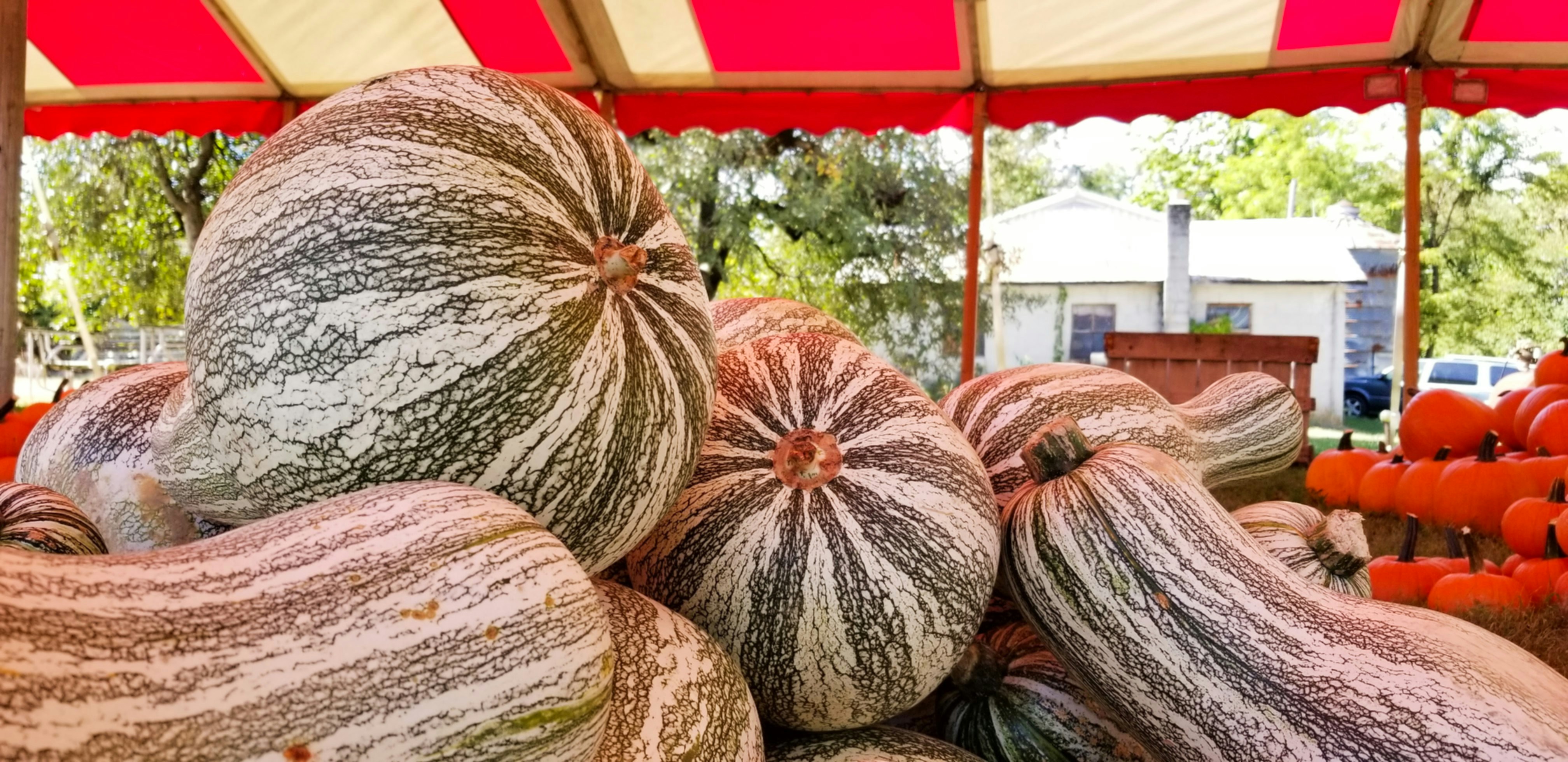 Striped Gourds Under the Canopy