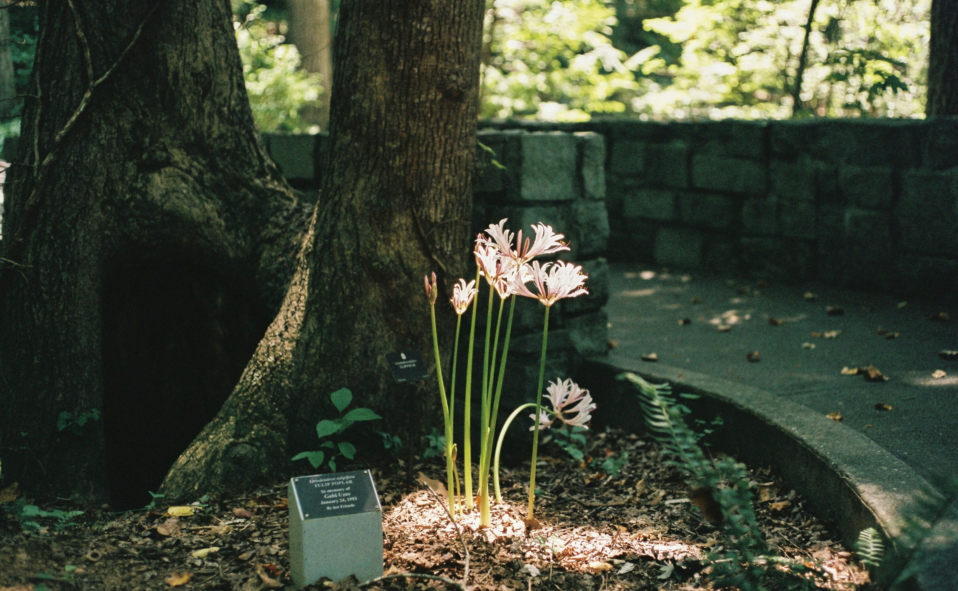 Cluster of pale pink flowers on slender green stems bathed in a sunspot at the base of a large tree, with a small plaque nearby.