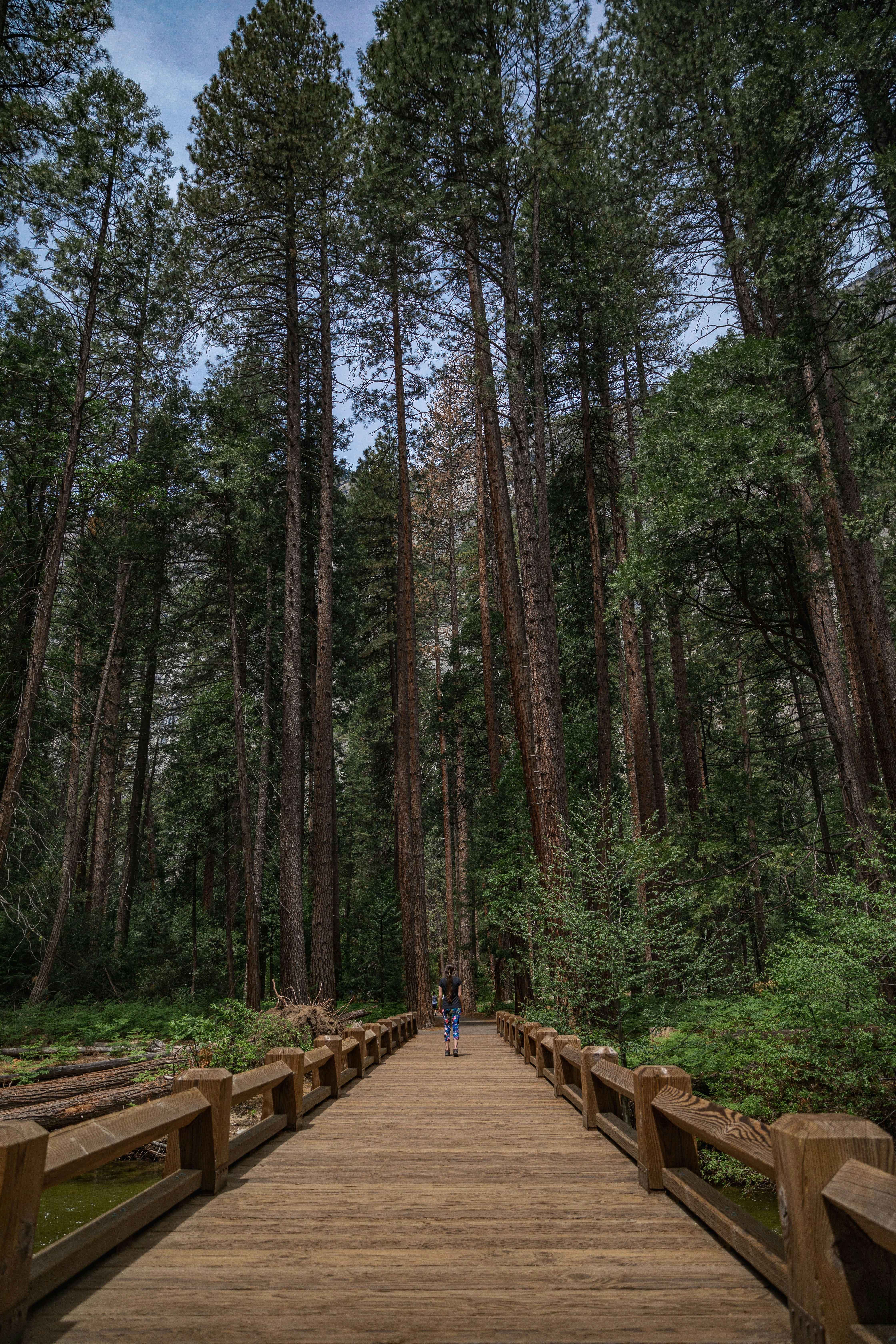 Tall Trees Pictures | Download Free Images on Unsplash