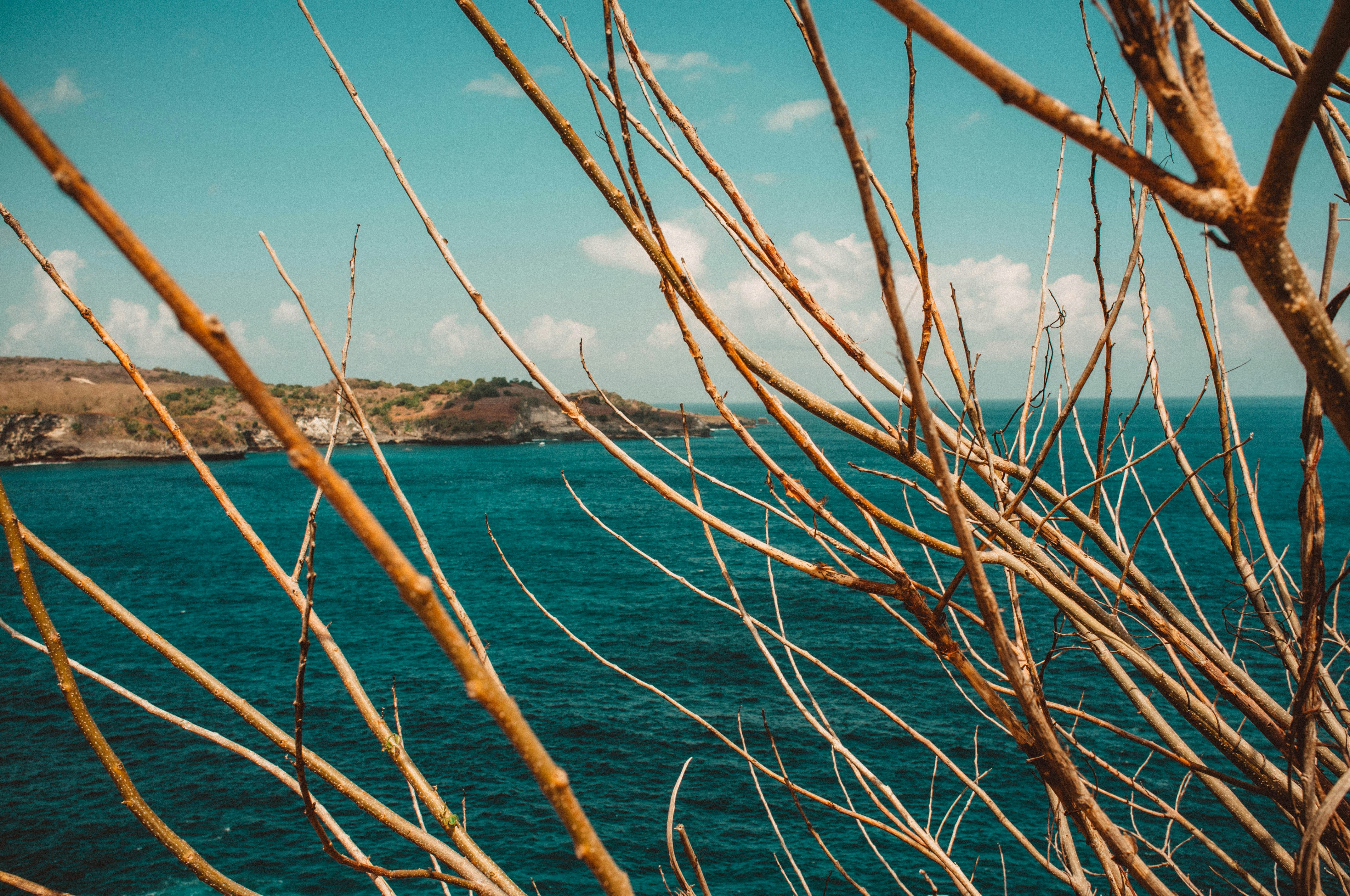 Dried branches frame a view of the turquoise ocean against a distant coastline under a clear sky.