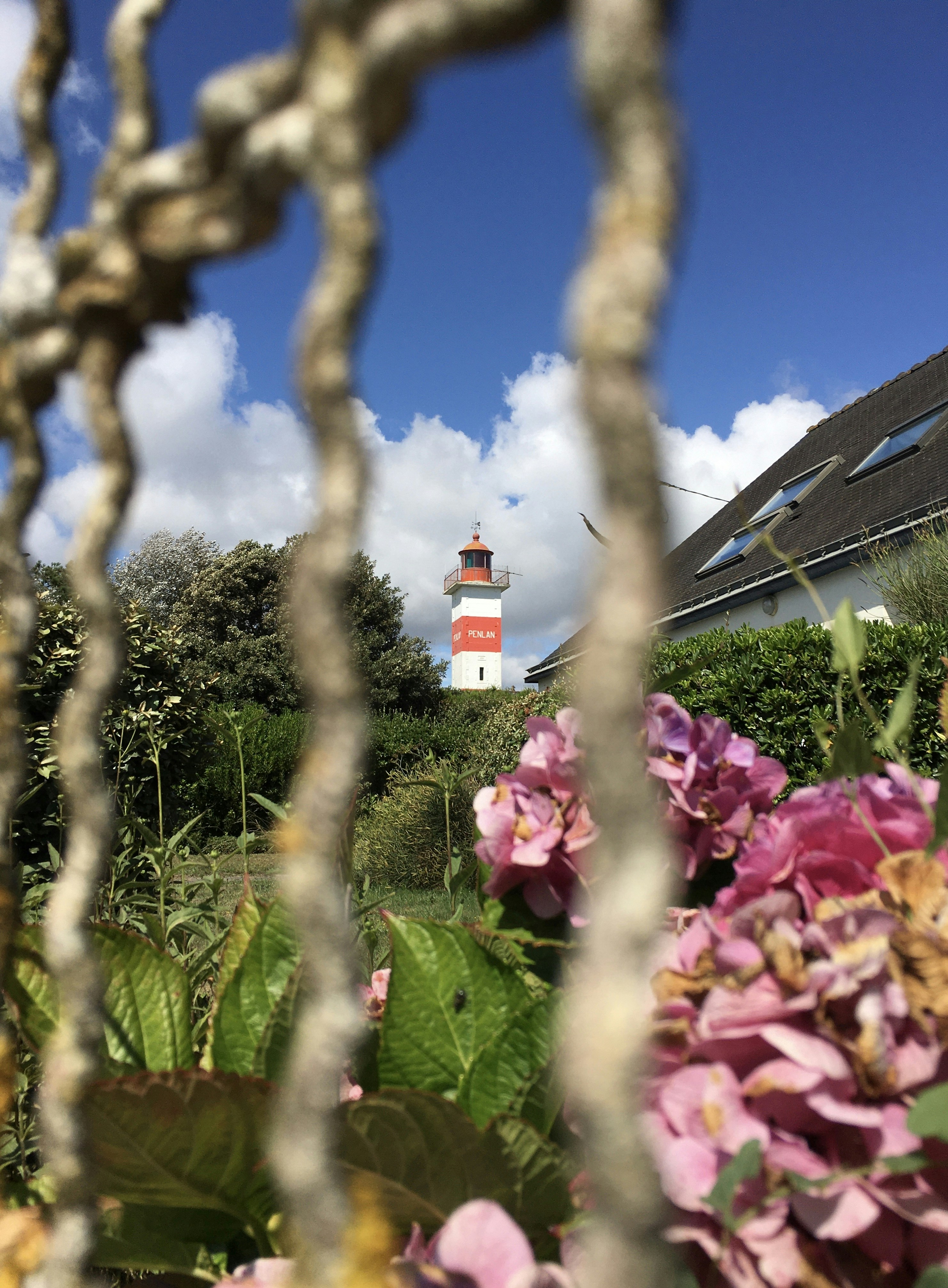 Beacon Through the Garden Gate: Lighthouse Framed by Weathered Fence and Blooming Hydrangeas